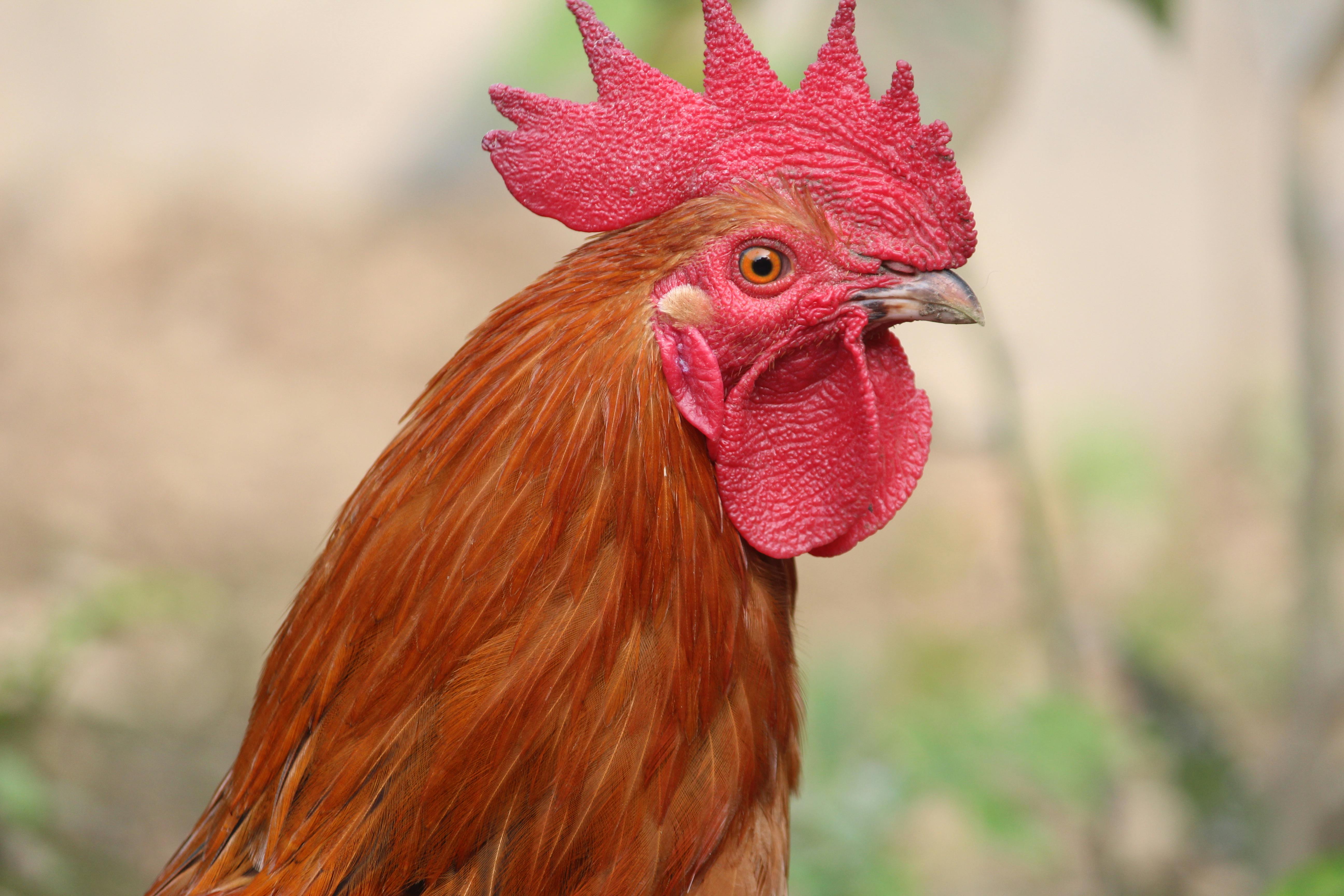 Close-up Portrait of a Vibrant Red Rooster · Free Stock Photo