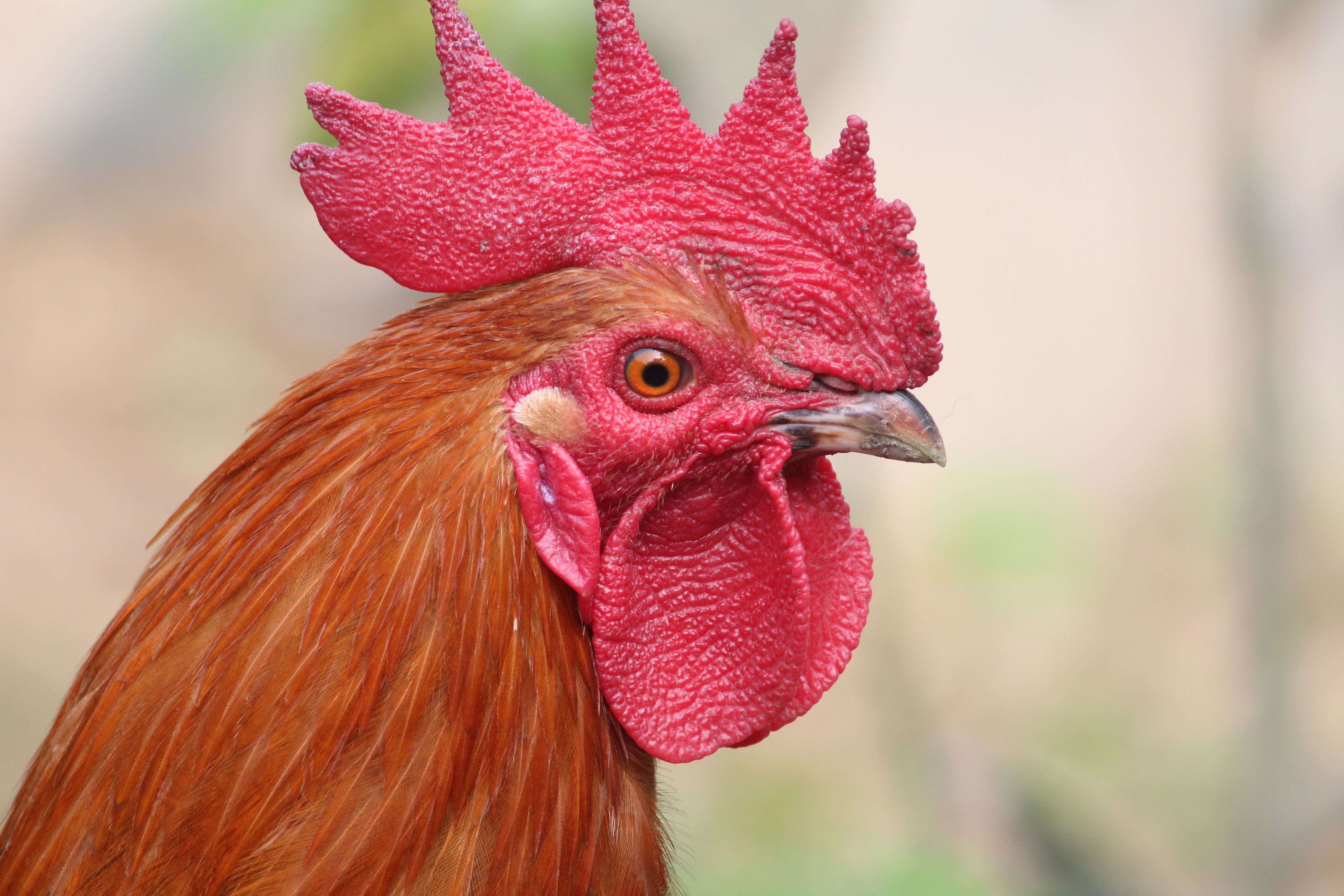 Close-Up of Rooster with Vibrant Red Comb · Free Stock Photo