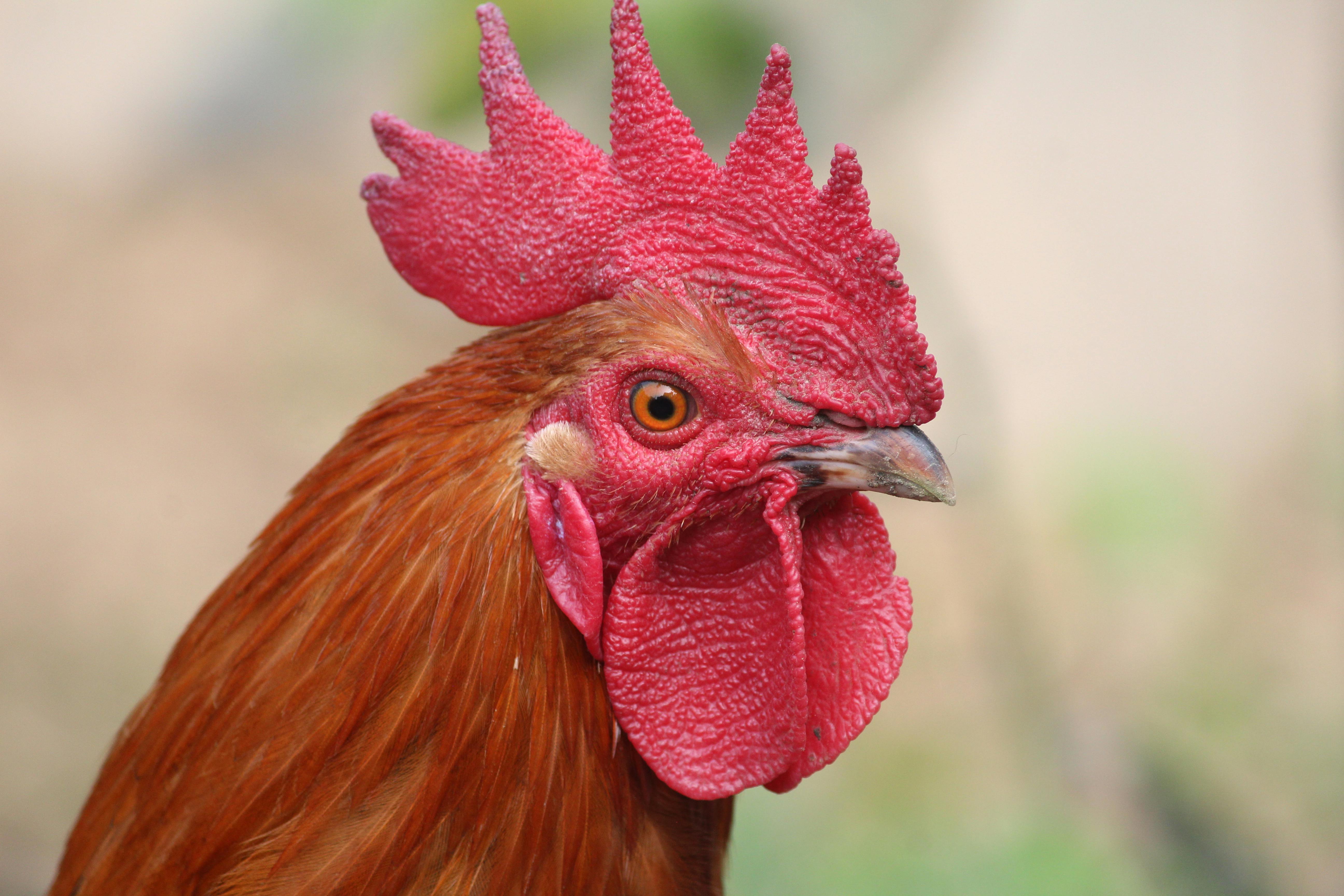 Close-Up Portrait of a Vibrant Rooster · Free Stock Photo