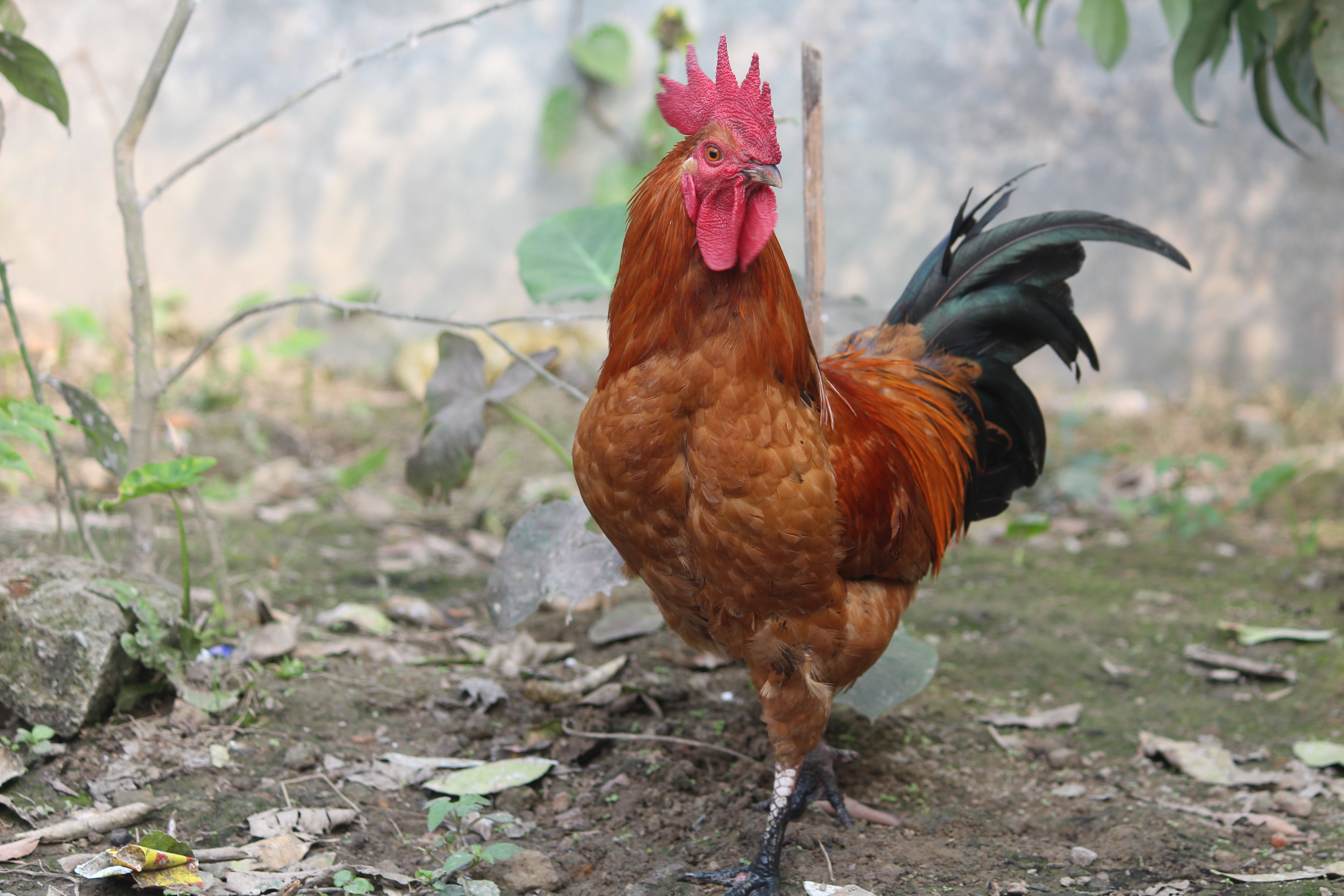 Close-up of a Rooster in Natural Habitat · Free Stock Photo