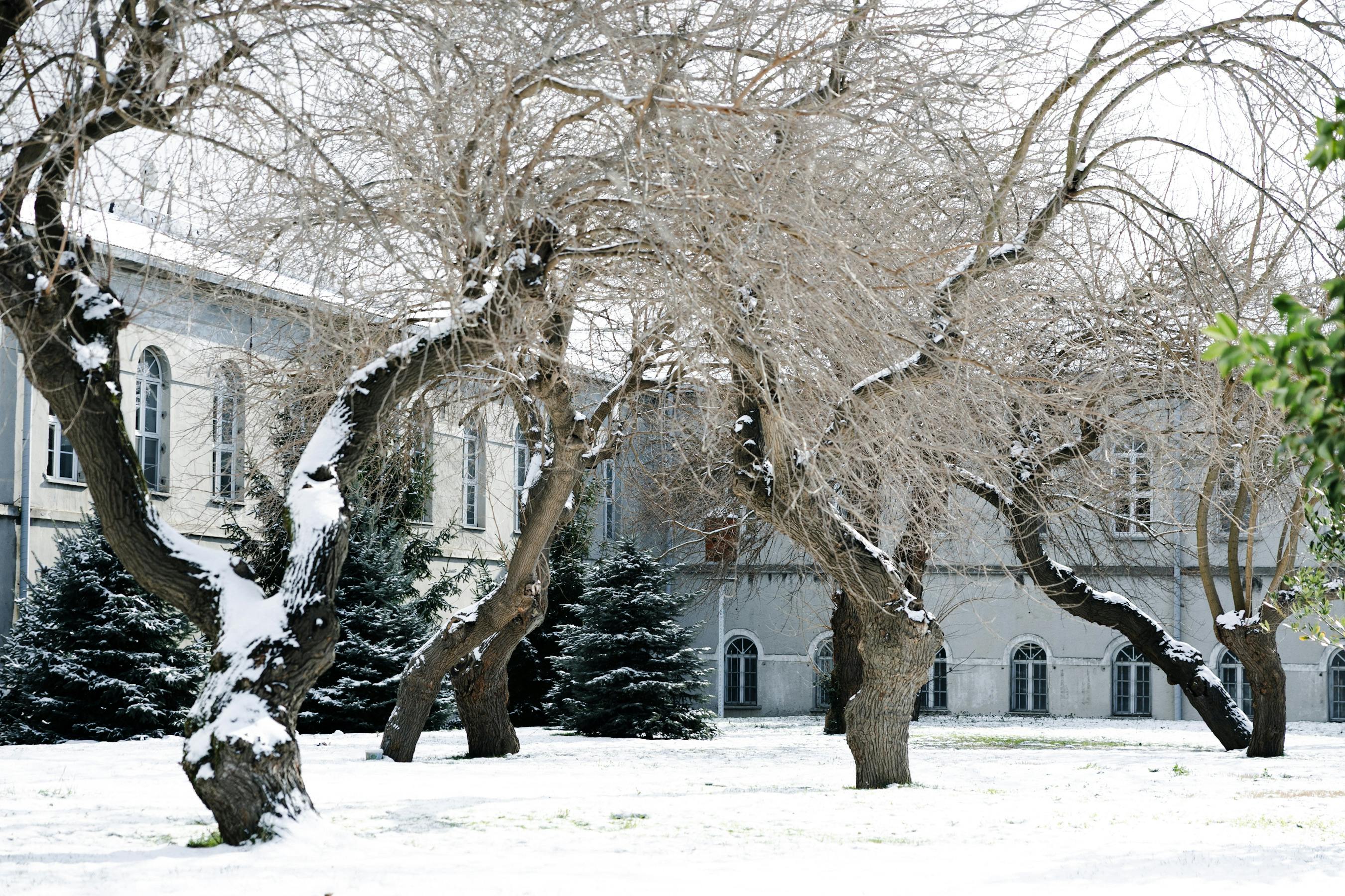 Snow-covered Trees in Winter Courtyard · Free Stock Photo