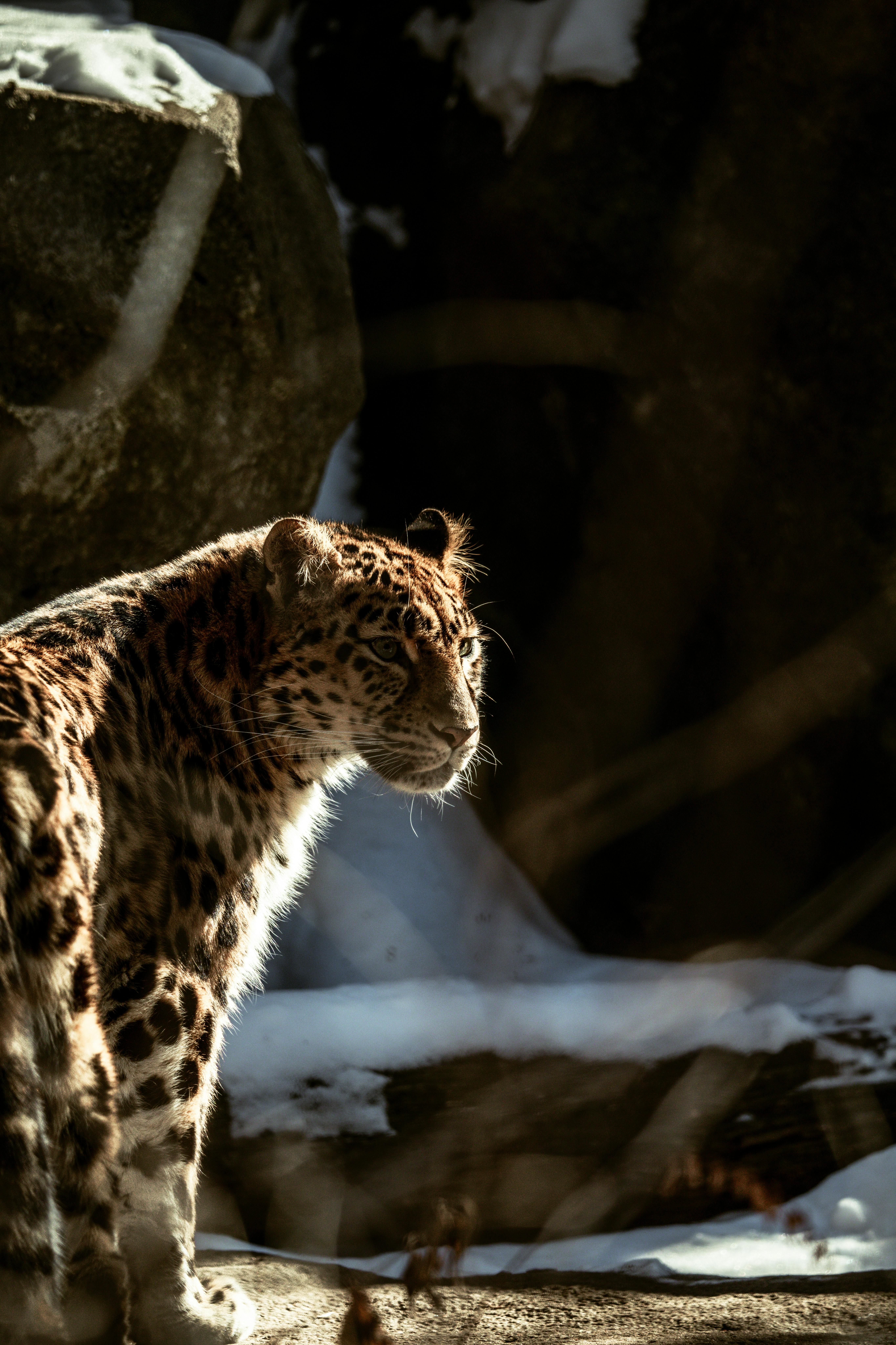 Majestic Tiger Stepping Through Snowy Wilderness · Free Stock Photo