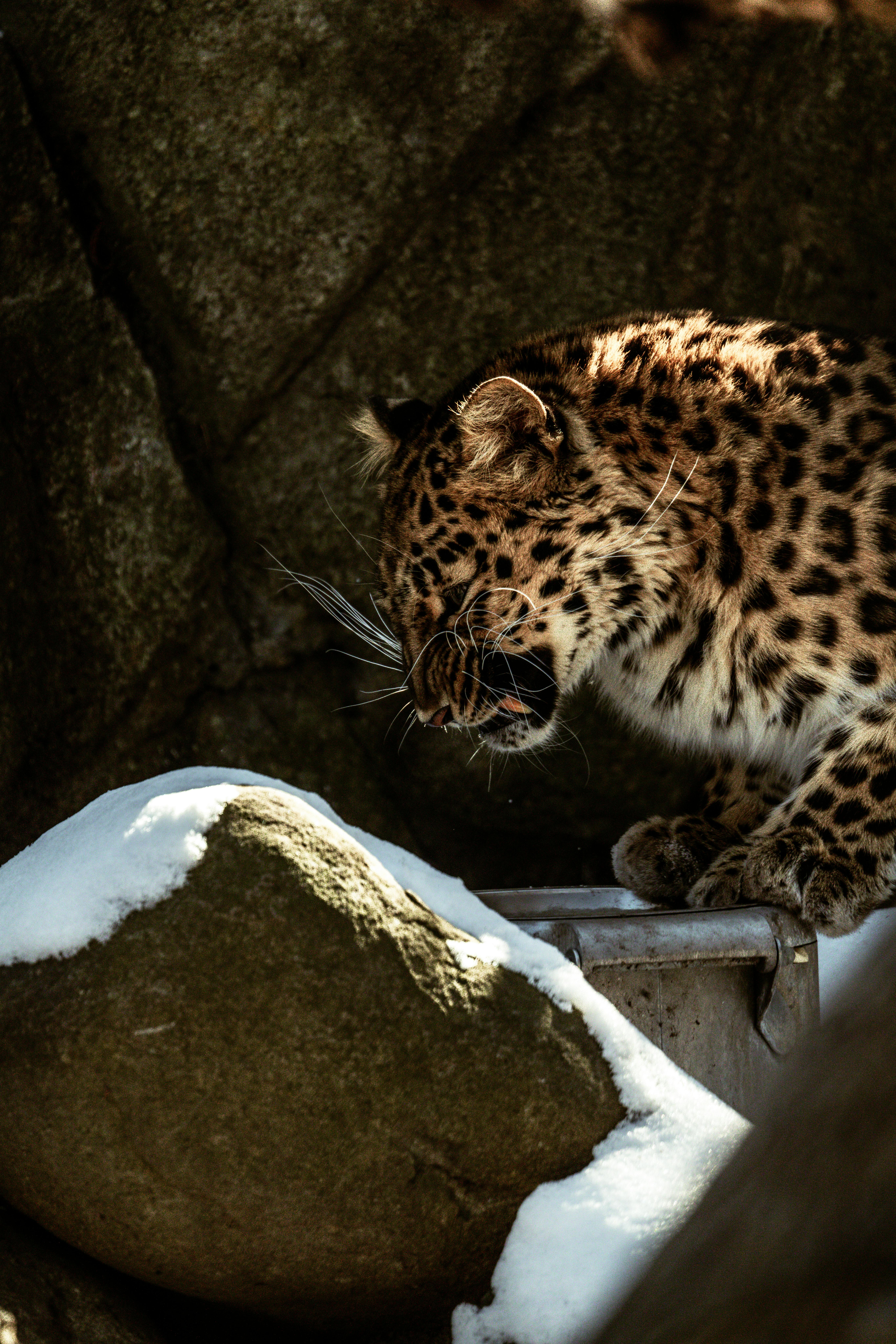 Leopard Wallpaper Photos, Download The BEST Free Leopard Wallpaper ...