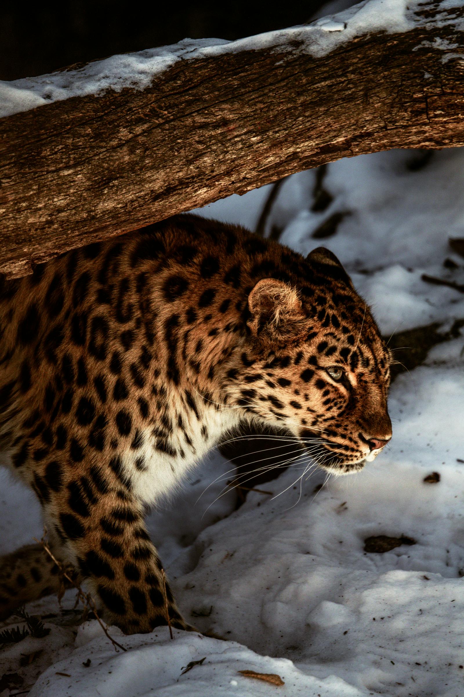 Amur Leopard Photos, Download The BEST Free Amur Leopard Stock Photos ...