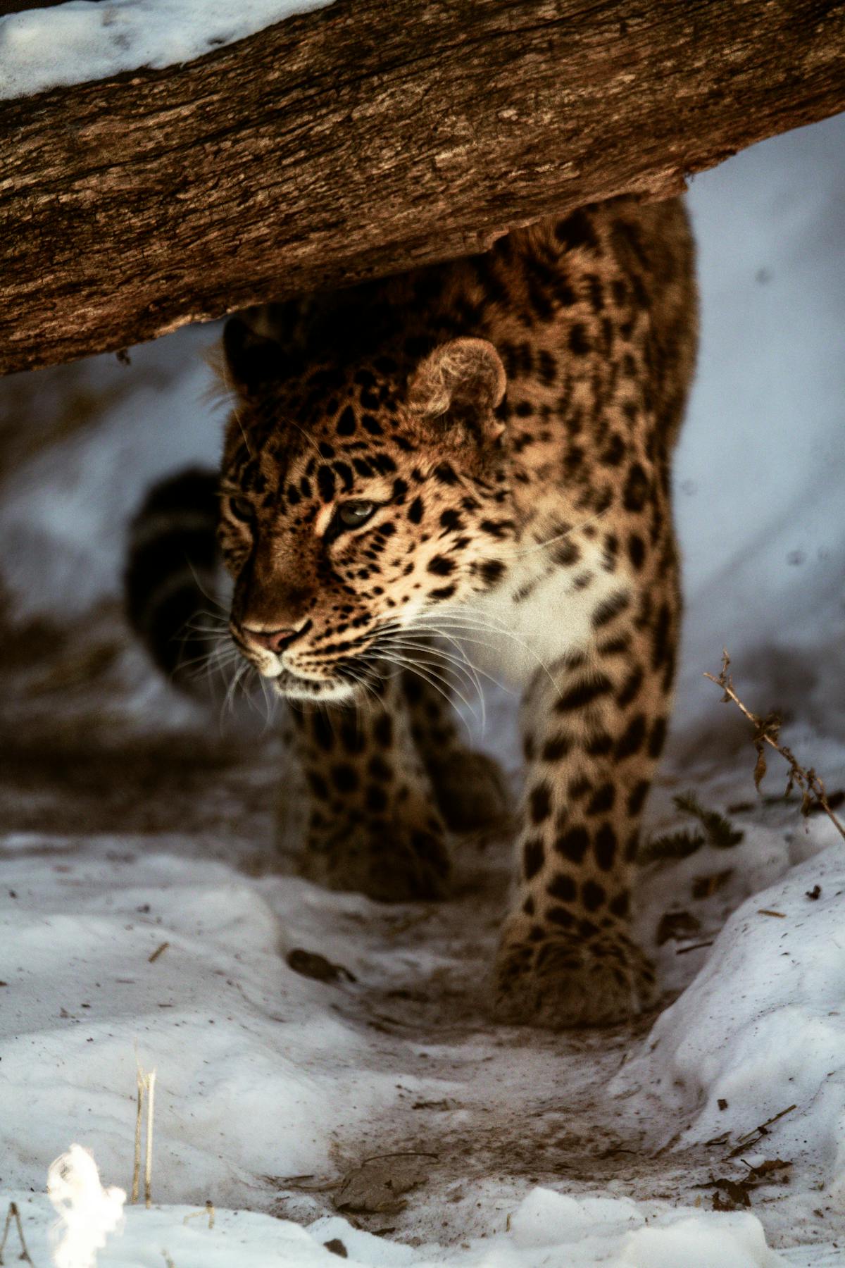 Extinct Snow Leopard Photos, Download The BEST Free Extinct Snow ...