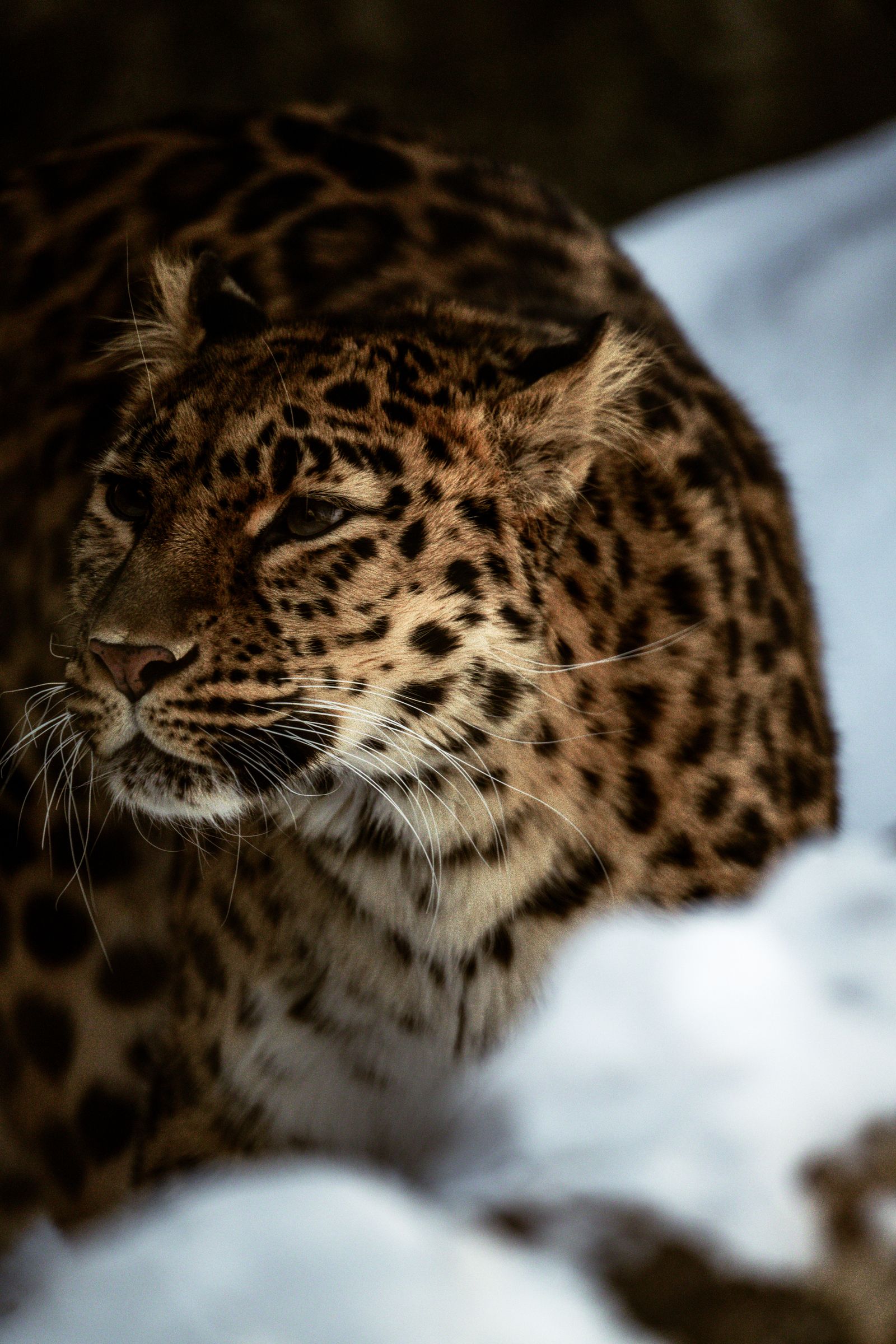 4k Leopard Desktop Wallpapers Photos, Download The BEST Free 4k Leopard ...