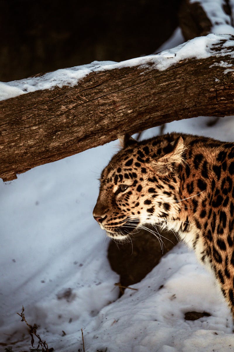 Leopard Wallpaper Photos, Download The BEST Free Leopard Wallpaper ...