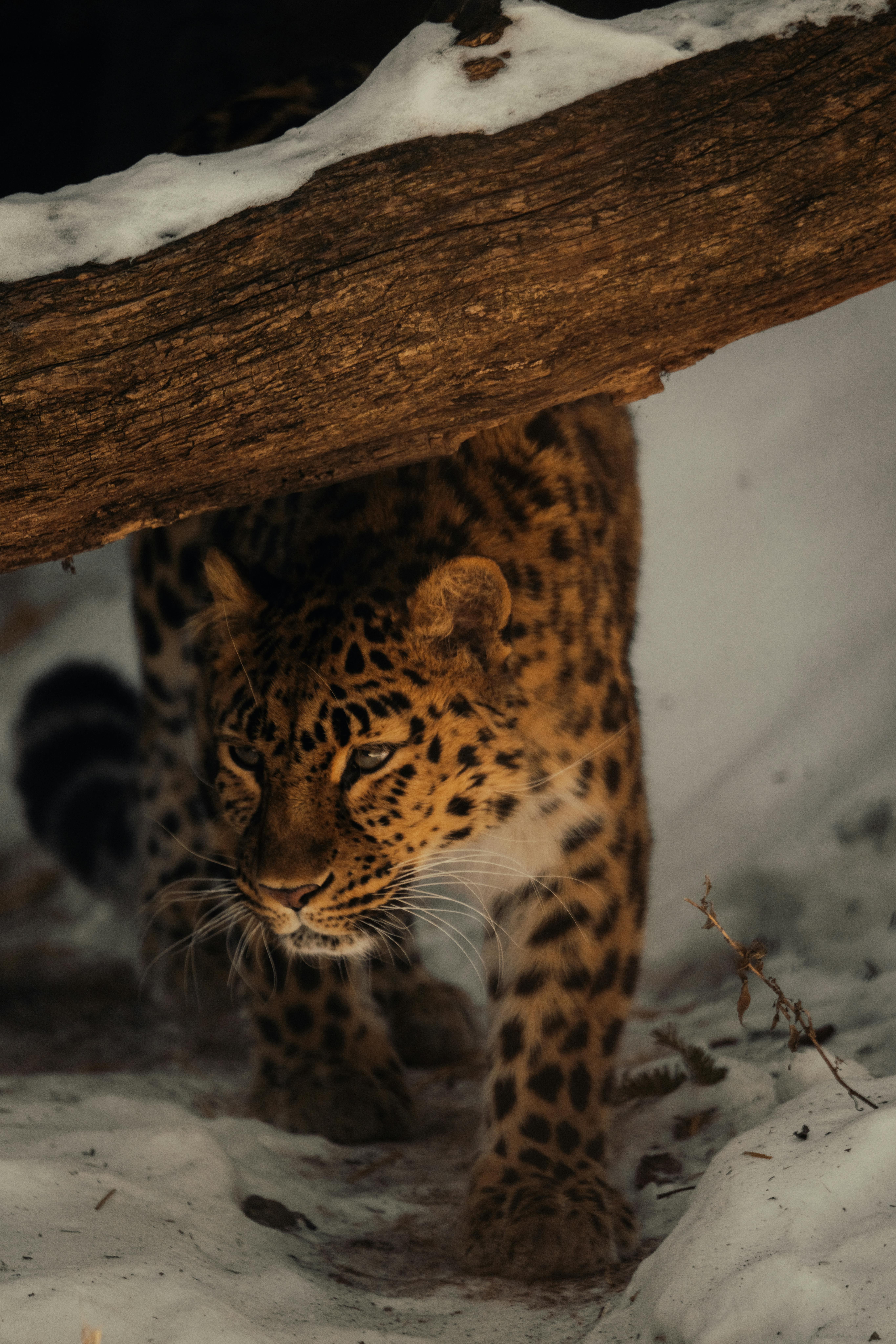 Majestic Tiger Stepping Through Snowy Wilderness · Free Stock Photo
