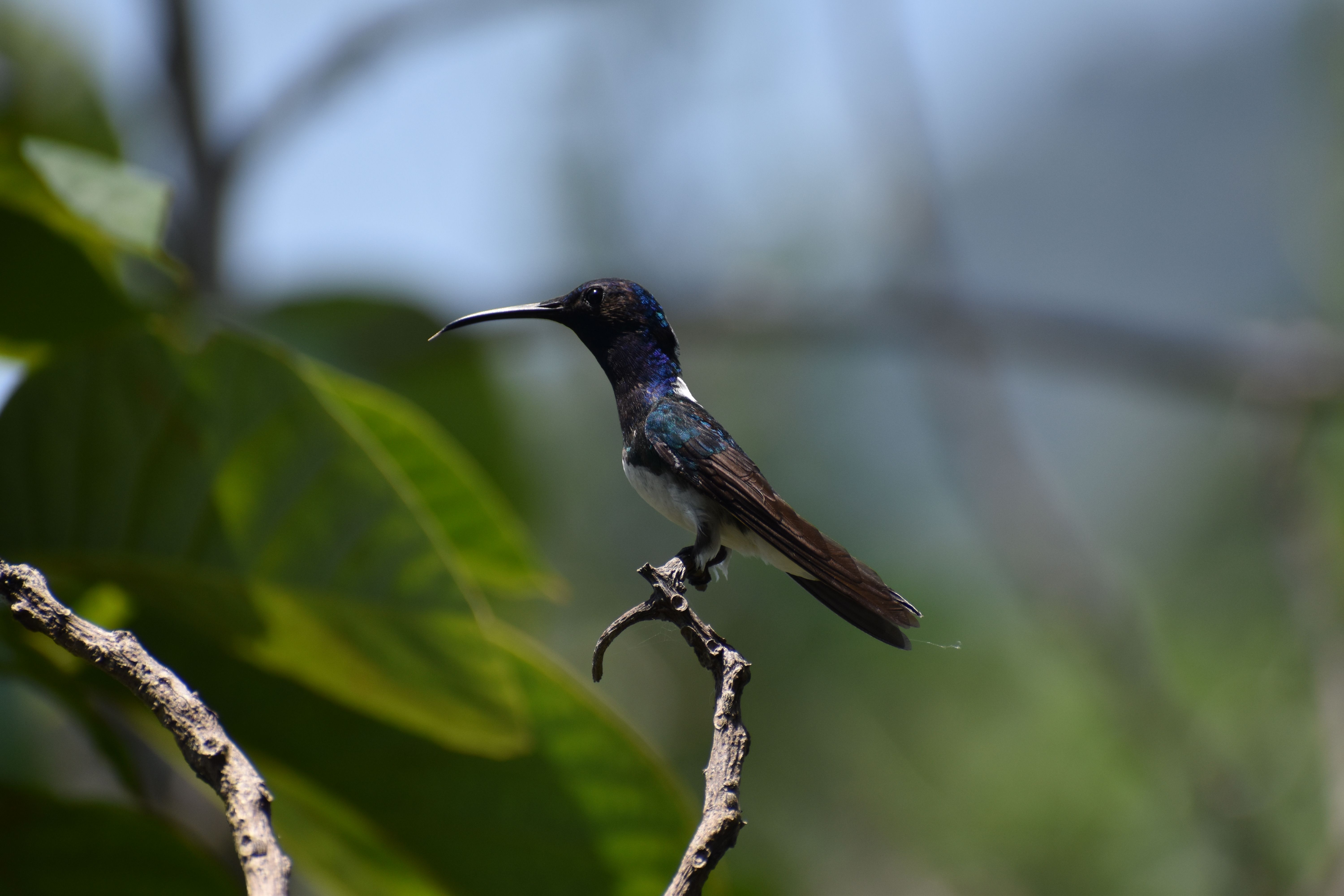 Colibri Photos, Download The BEST Free Colibri Stock Photos & HD Images