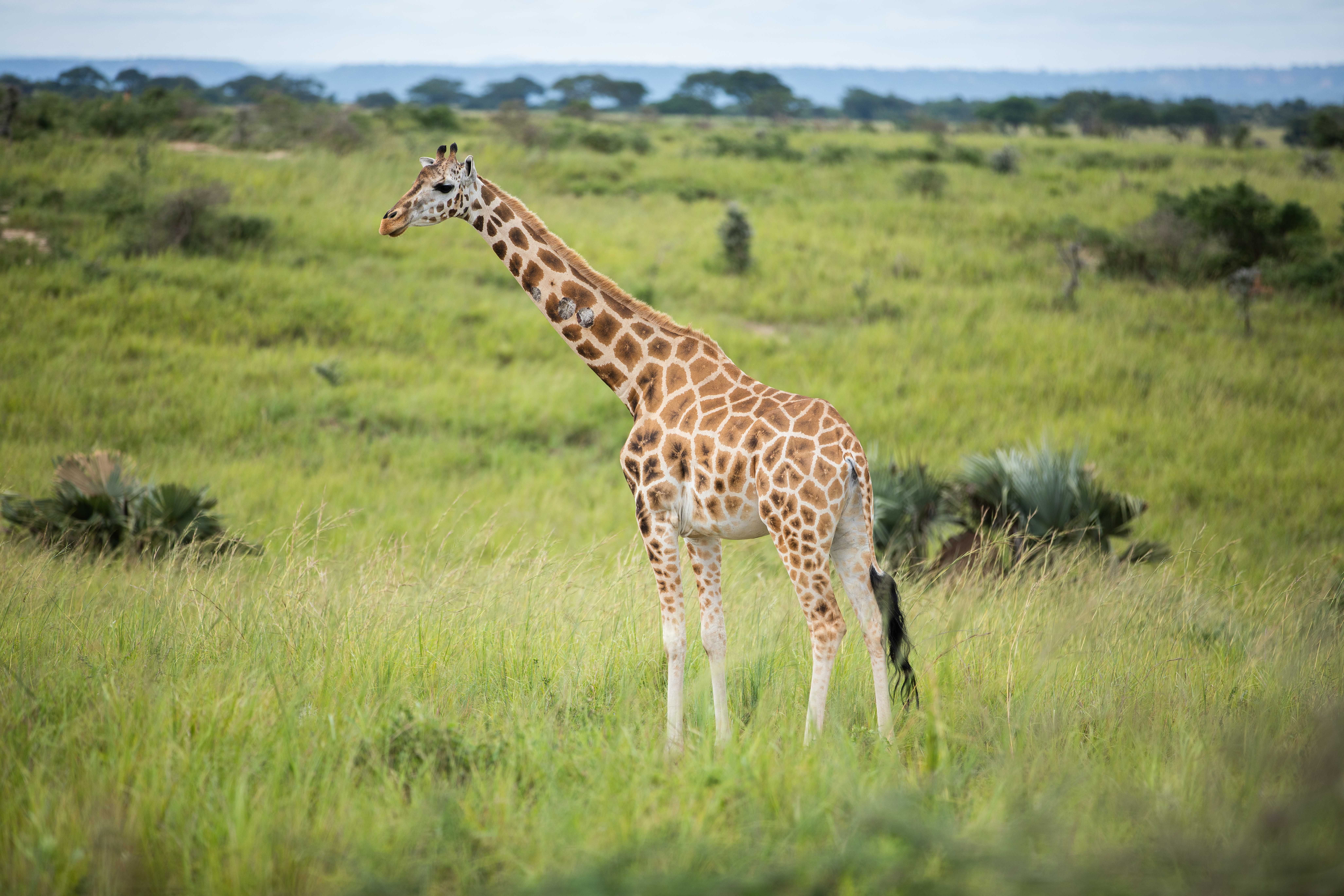 Giraffe on Safari · Free Stock Photo