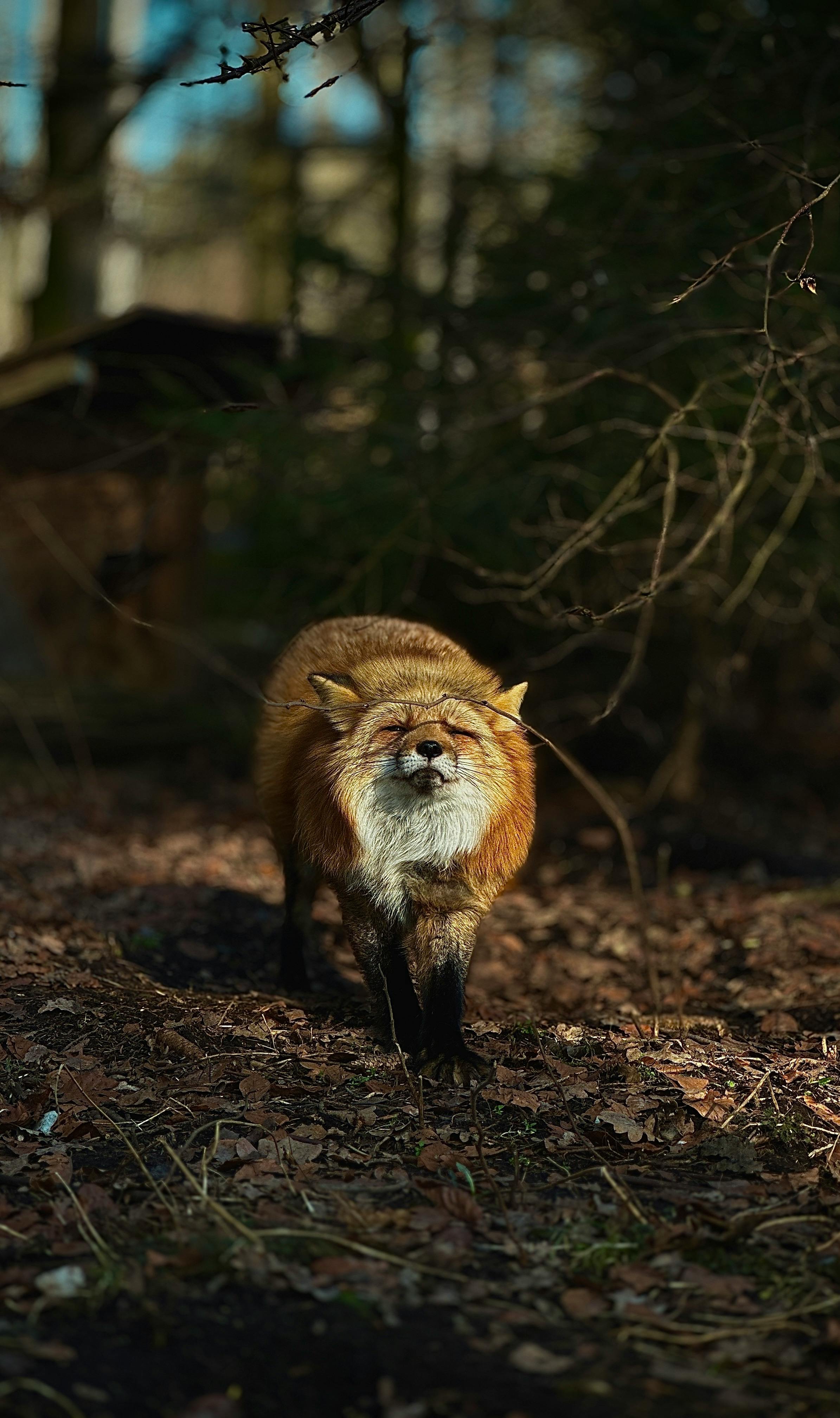 Majestic Red Fox in Sunlit Forest Clearing · Free Stock Photo