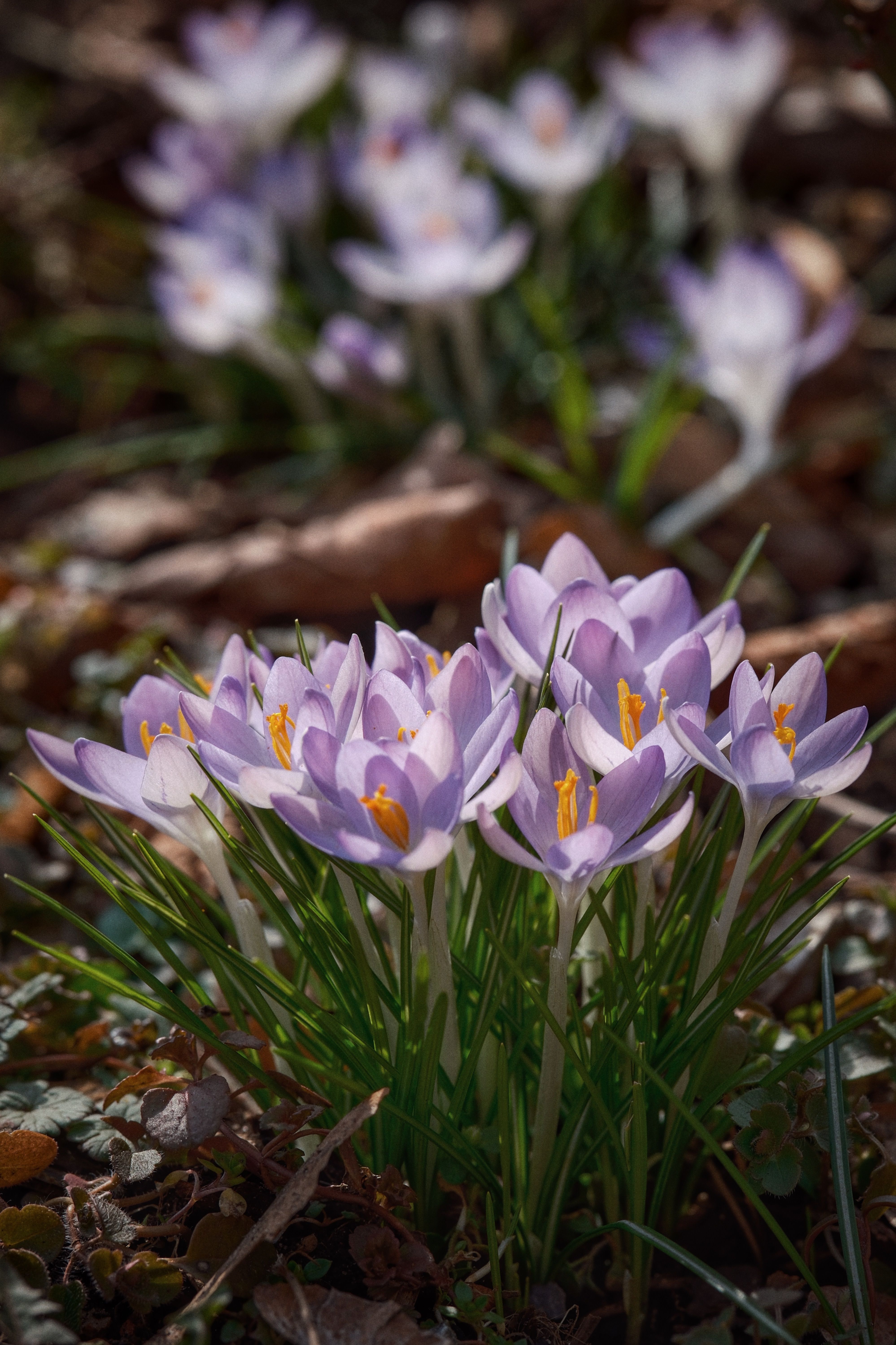 Flores De Azafrán Morado Floreciendo A Principios De Primavera · Foto ...
