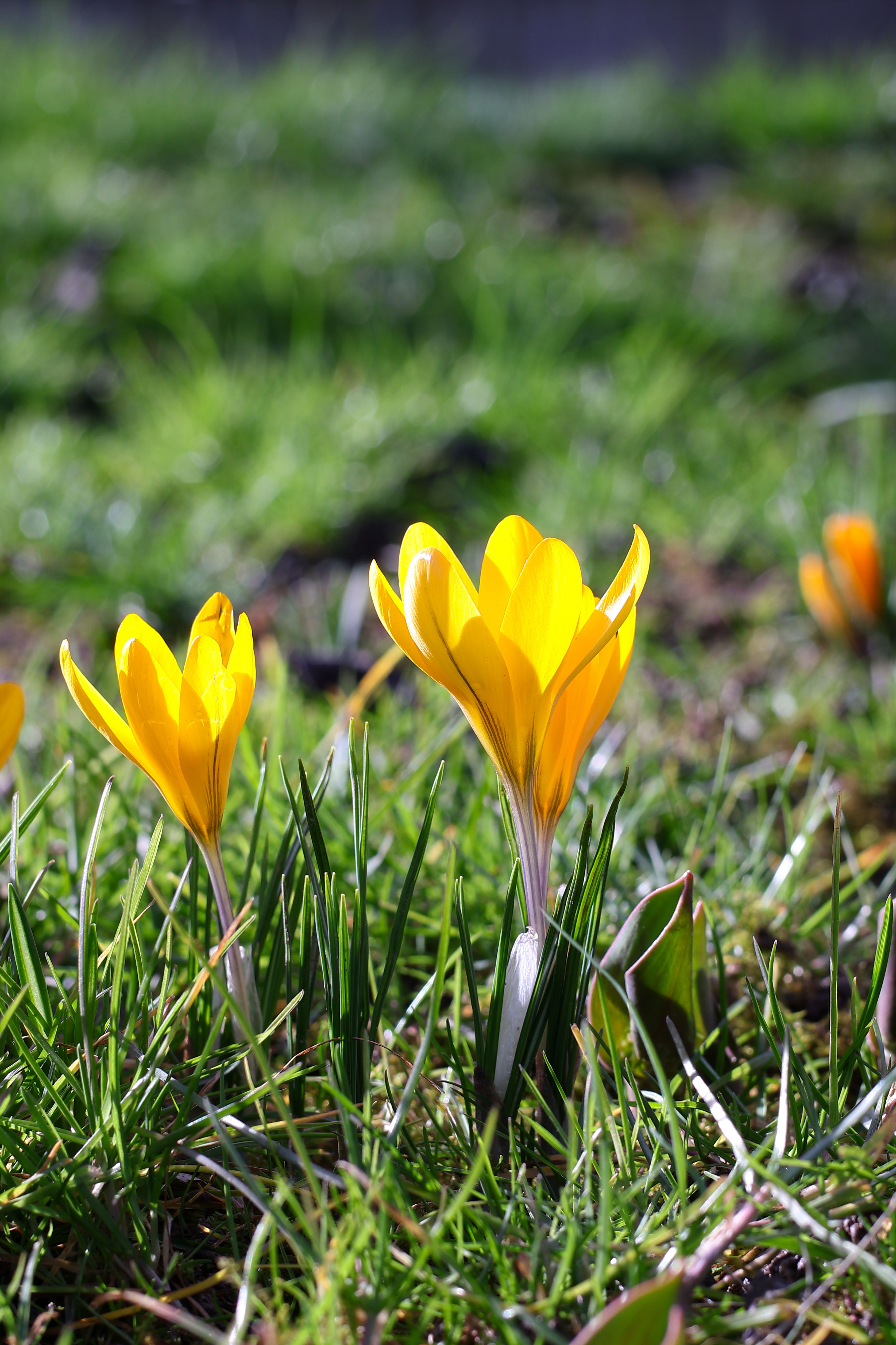 Vibrant Yellow Crocus Flowers in Spring Sunlight · Free Stock Photo