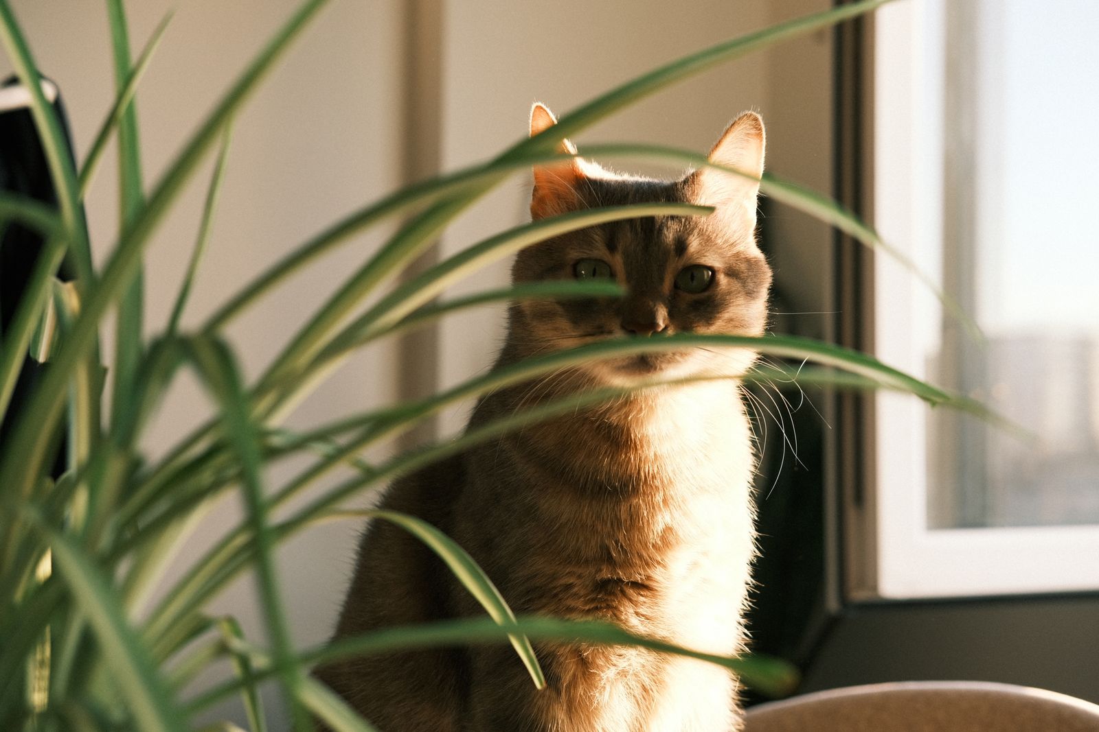 Goofy Ahh Cat Photos, Download The BEST Free Goofy Ahh Cat Stock Photos ...