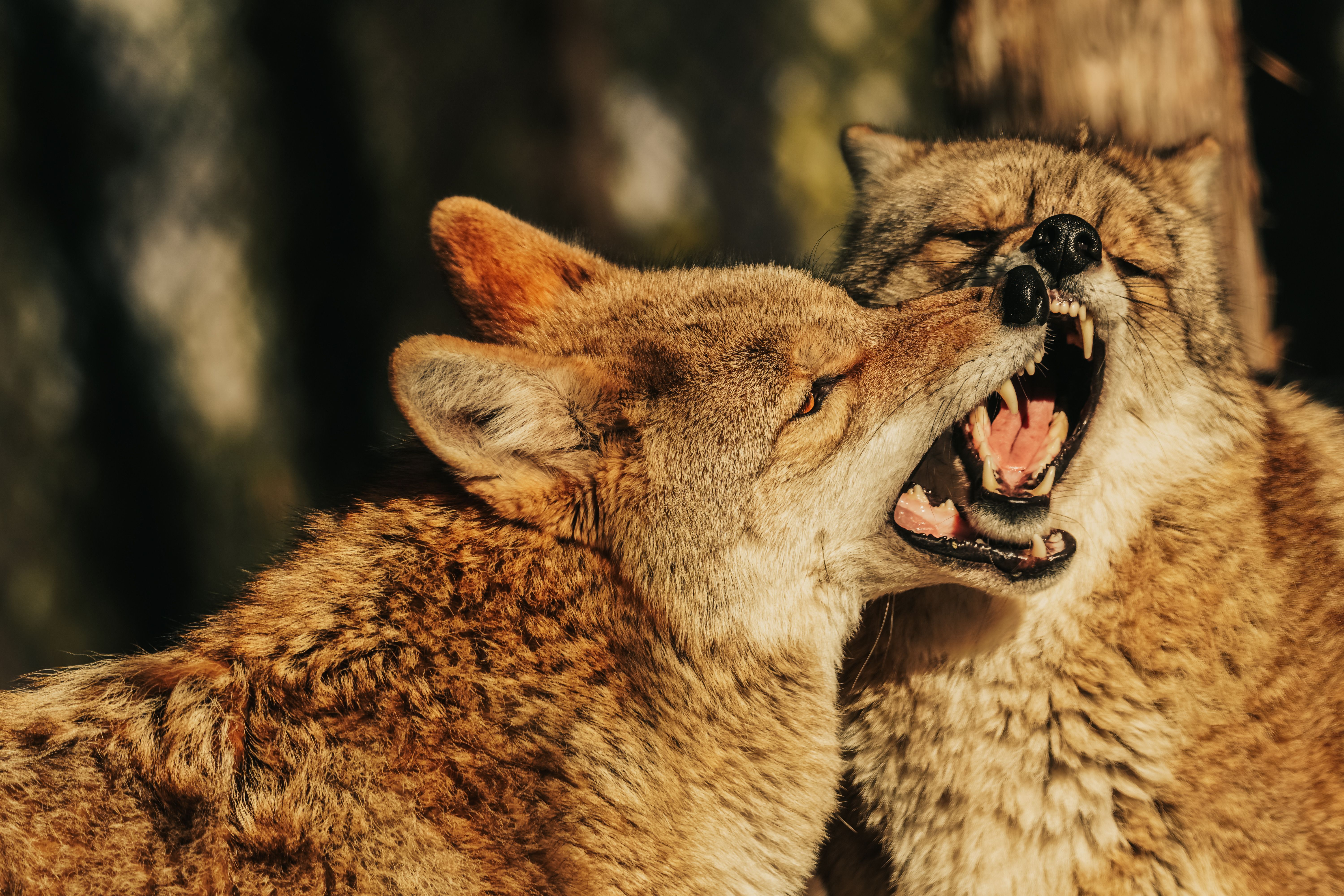 Close-Up of Playful Coyotes in Natural Habitat · Free Stock Photo