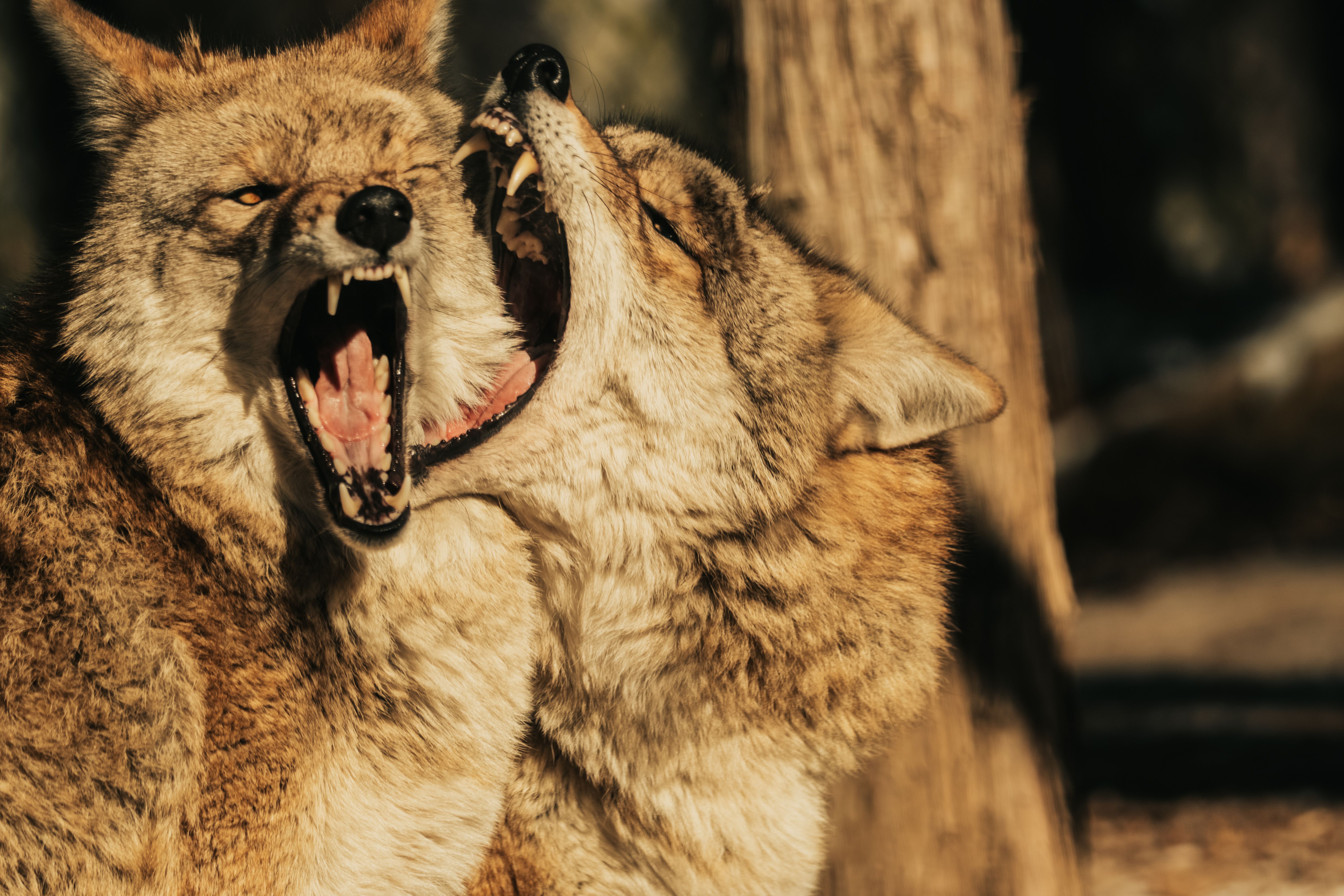 Close Up De Dois Lobos Em Um Cenário De Floresta · Foto profissional ...