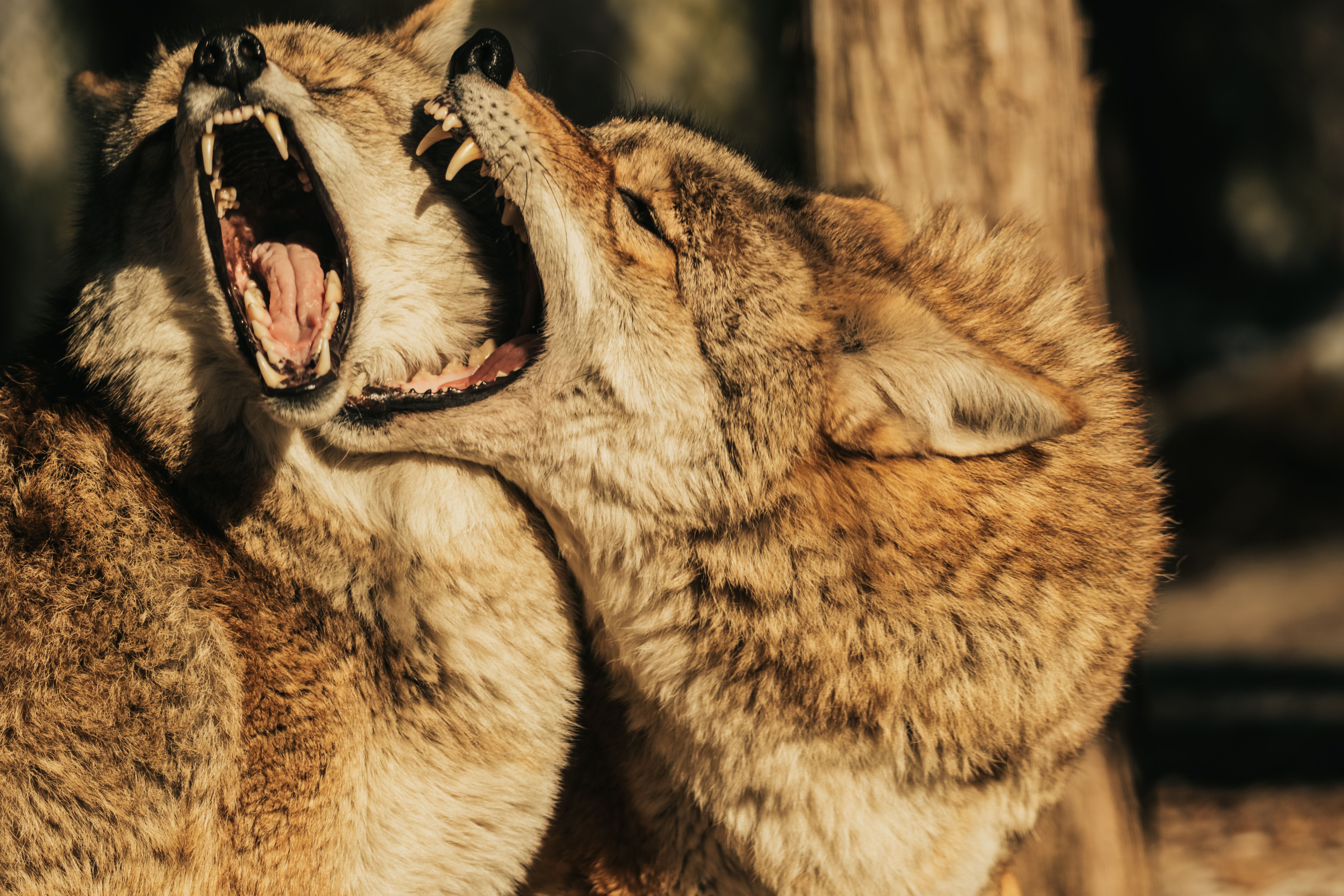 Intimate Encounter of Wild Coyotes in Nature · Free Stock Photo