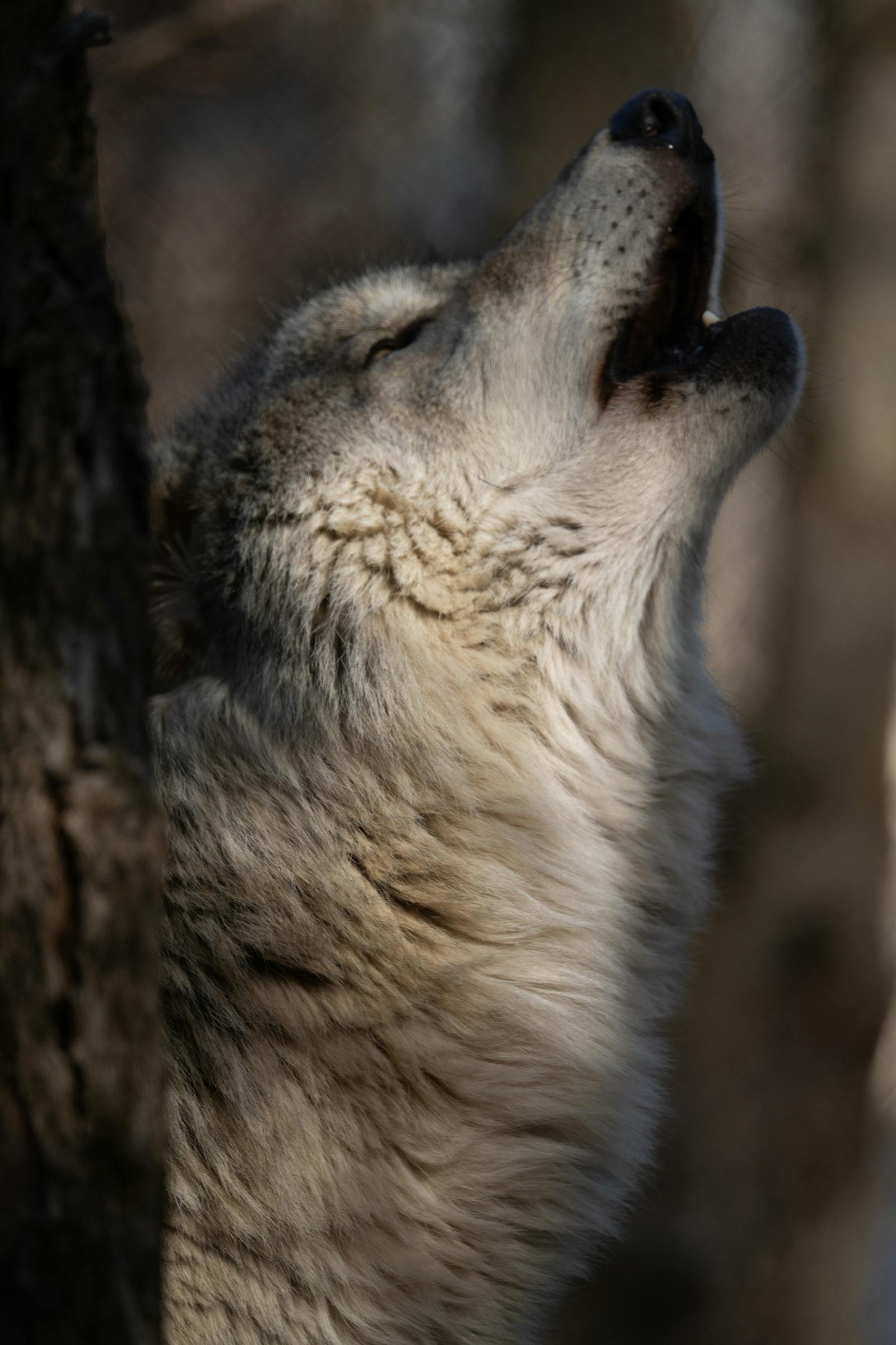 Wolf Howling Photos, Download The BEST Free Wolf Howling Stock Photos ...