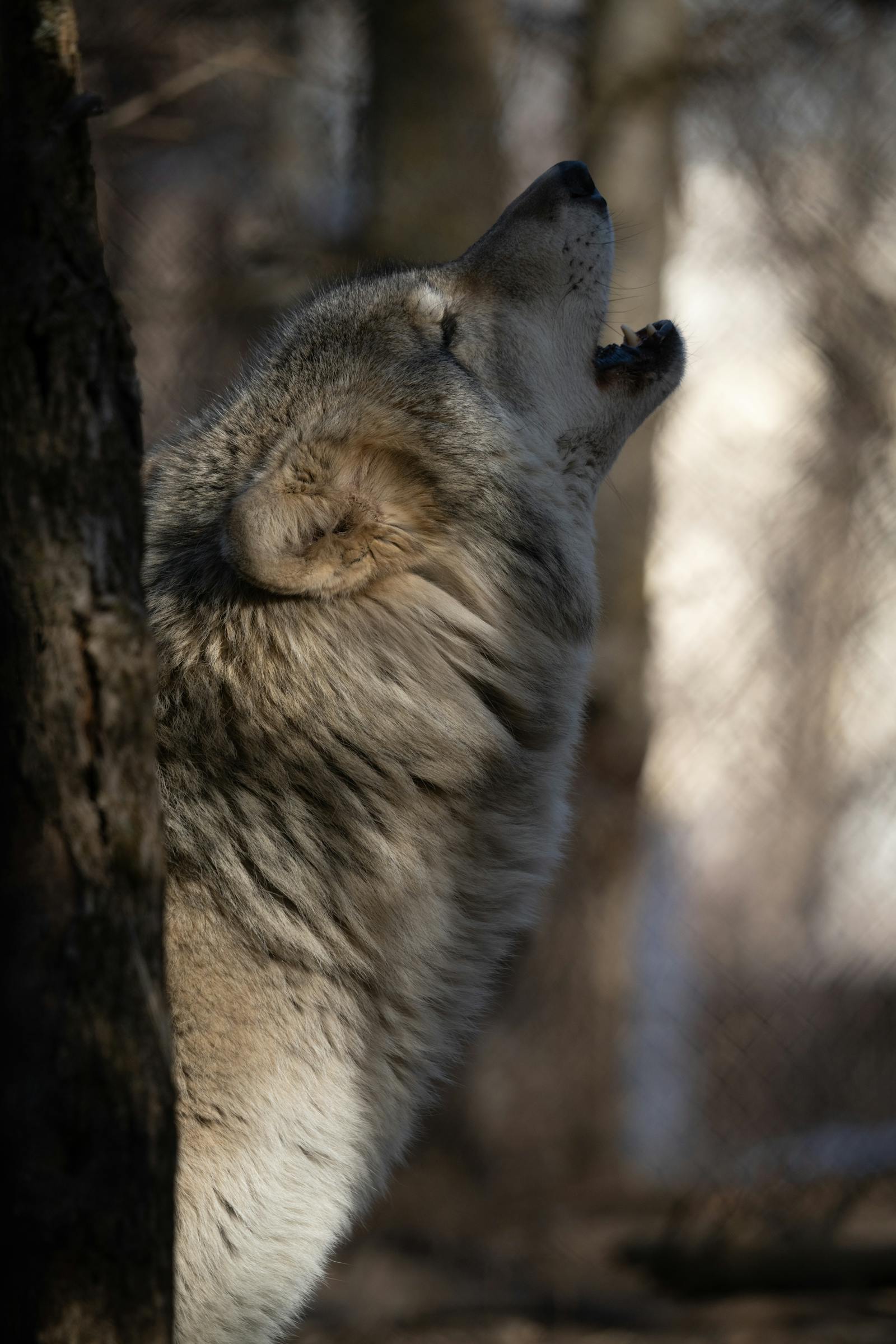 Wolf Howling Photos, Download The BEST Free Wolf Howling Stock Photos ...