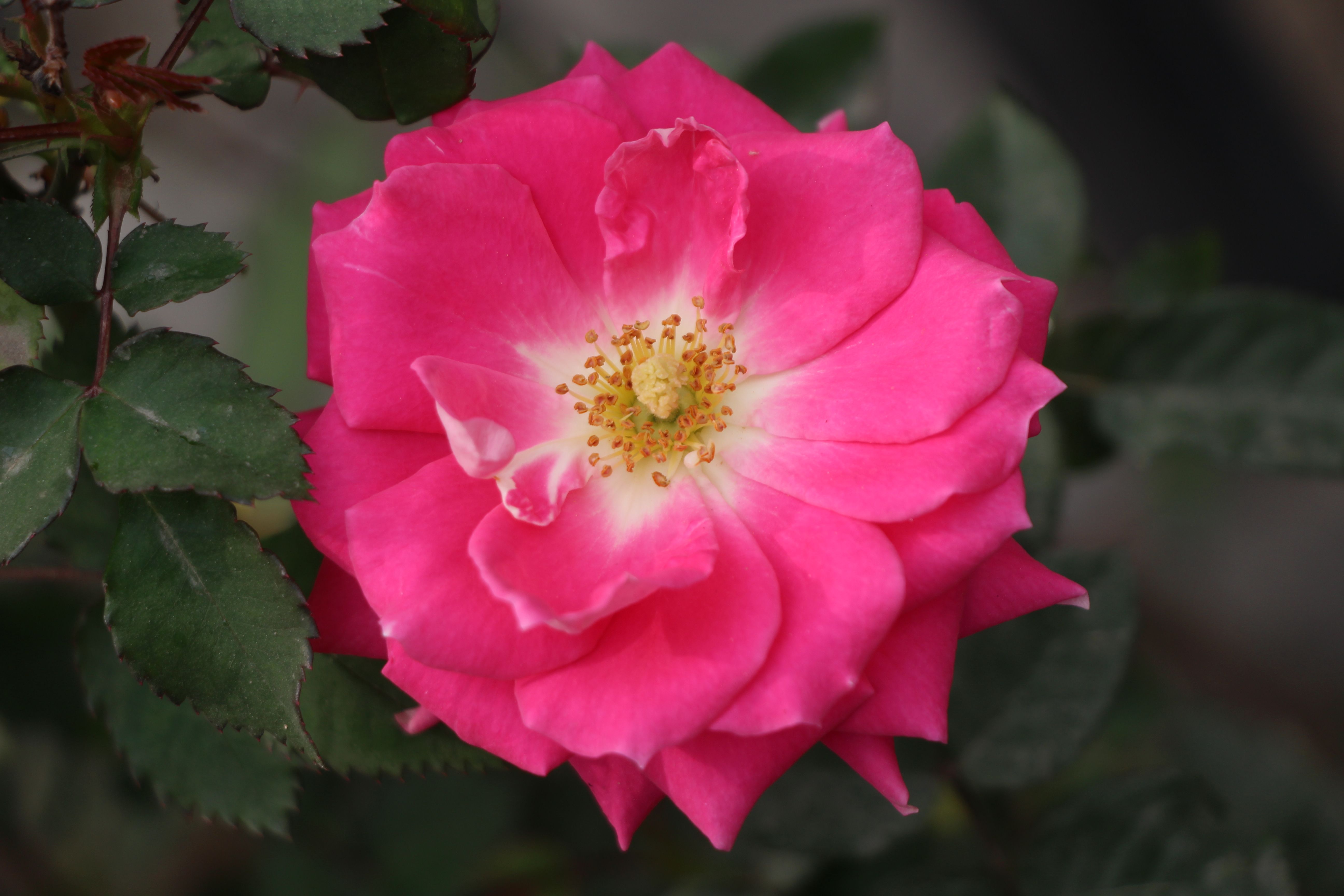 Vibrant Pink Rose in Full Bloom · Free Stock Photo