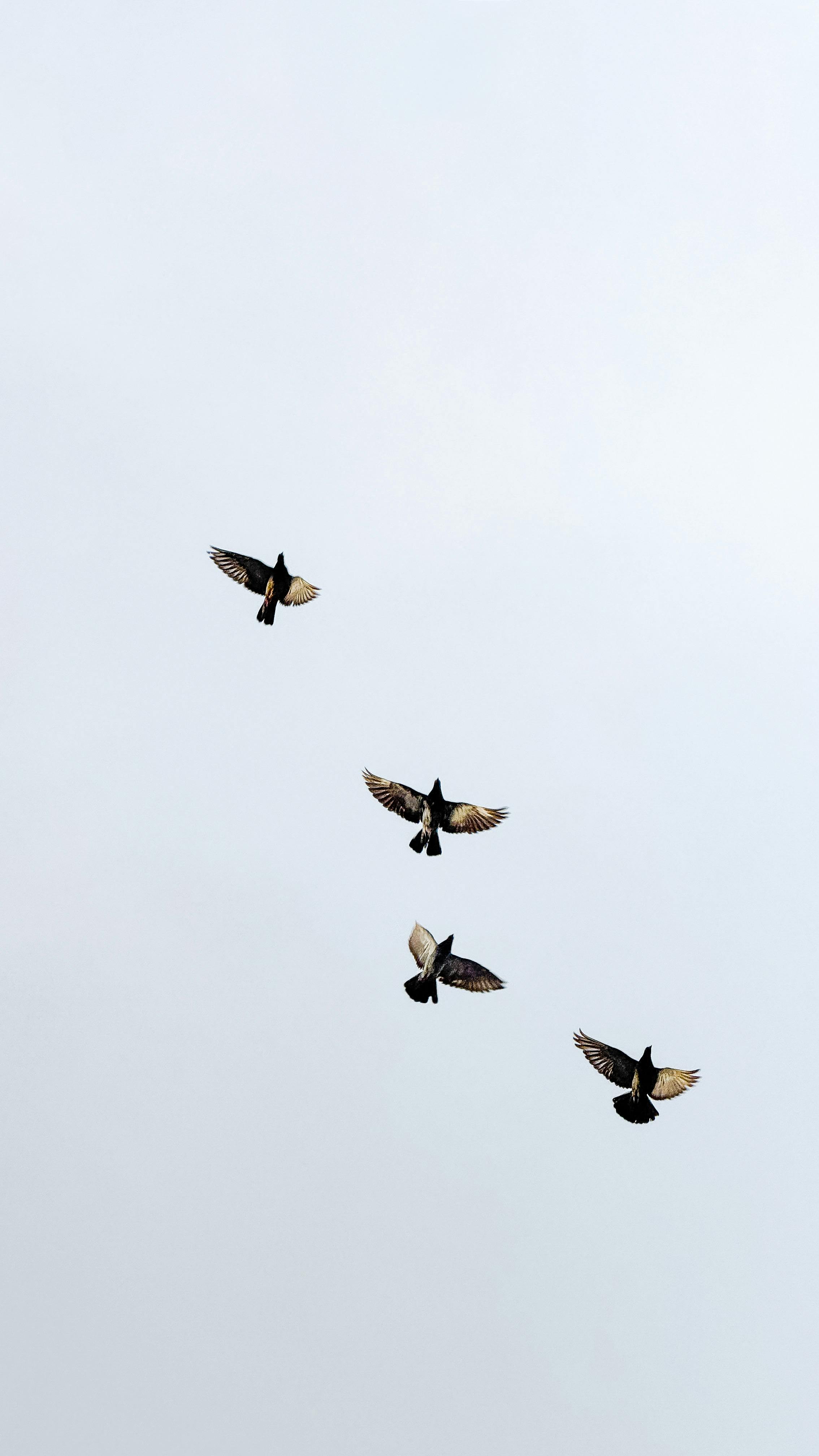 Humen Migration Photos, Download The BEST Free Humen Migration Stock ...