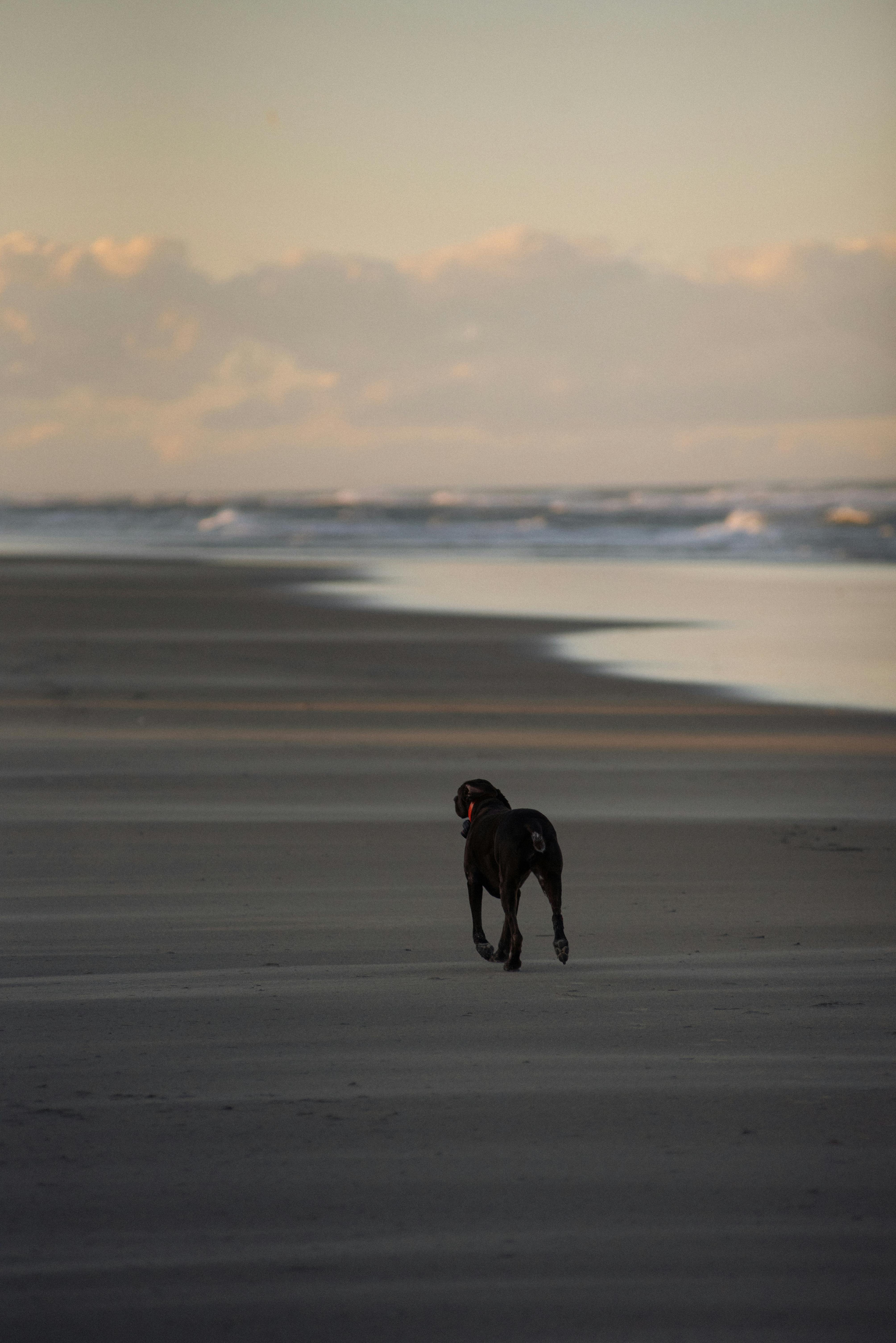 Dog Strolling on North Carolina Beach at Dusk · Free Stock Photo