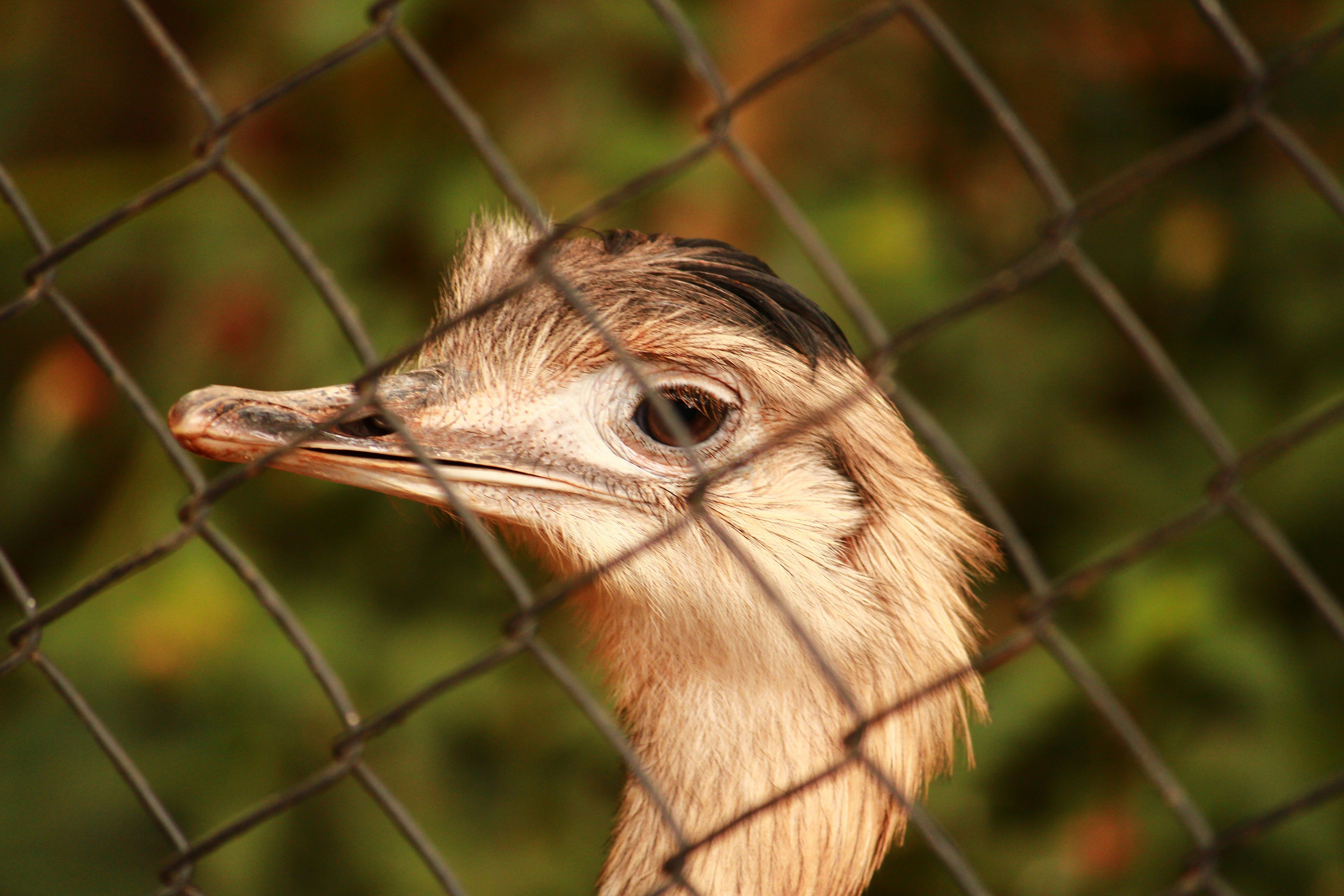 Close-up of an Ostrich in a Zoo Enclosure · Free Stock Photo