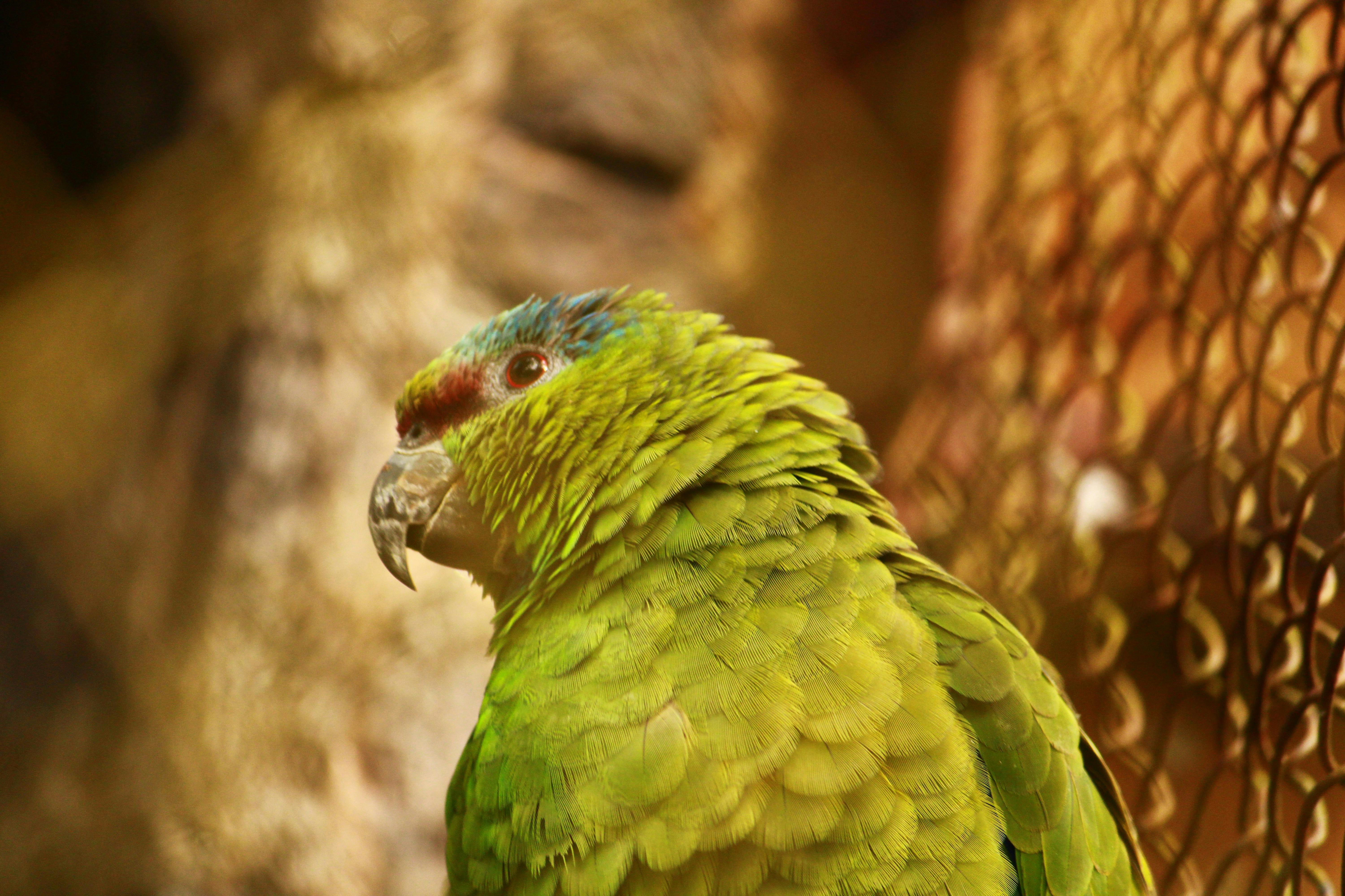 Vibrant Green Parrot in São Paulo Zoo Enclosure · Free Stock Photo