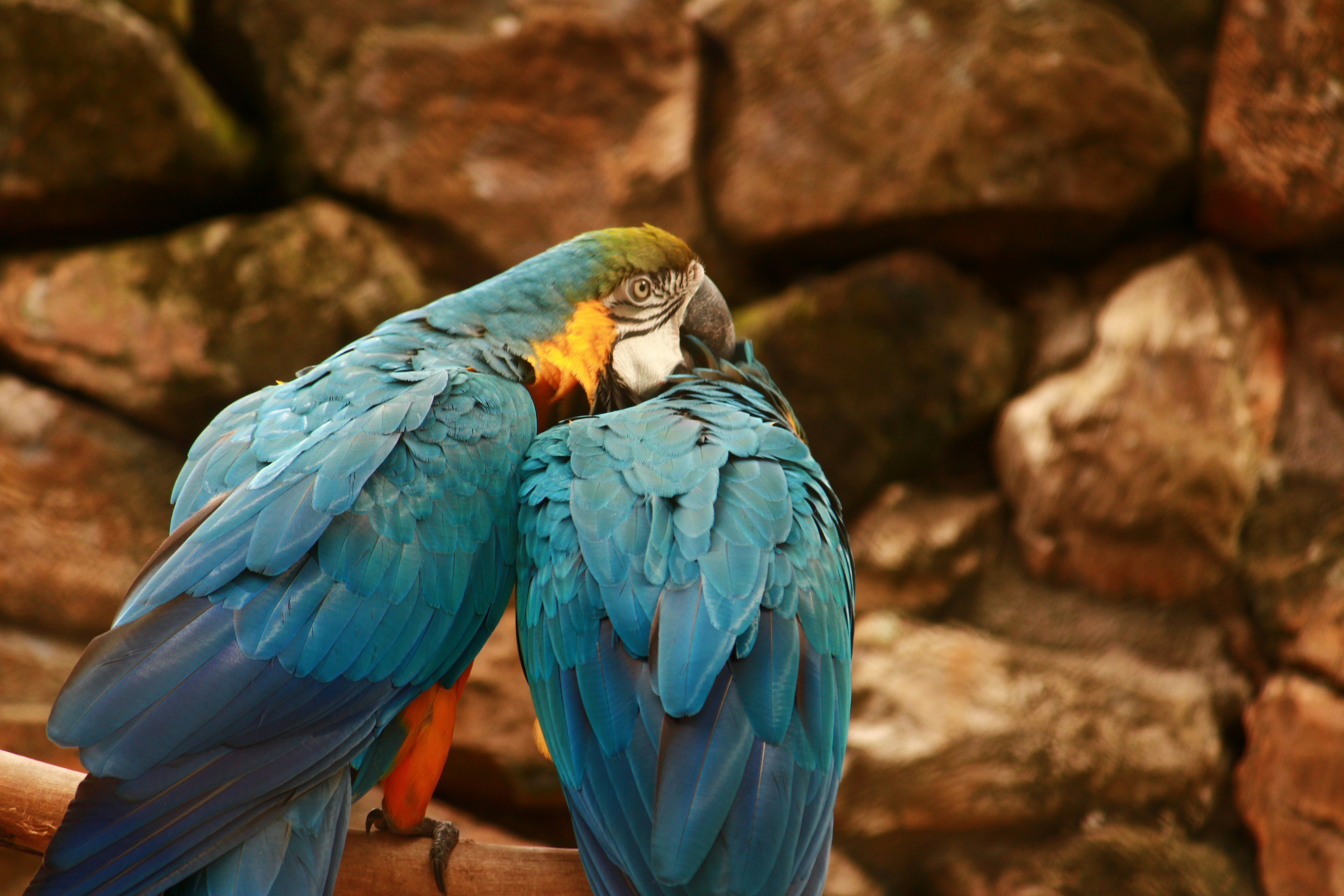 Two Blue-and-Yellow Macaws in São Paulo · Free Stock Photo