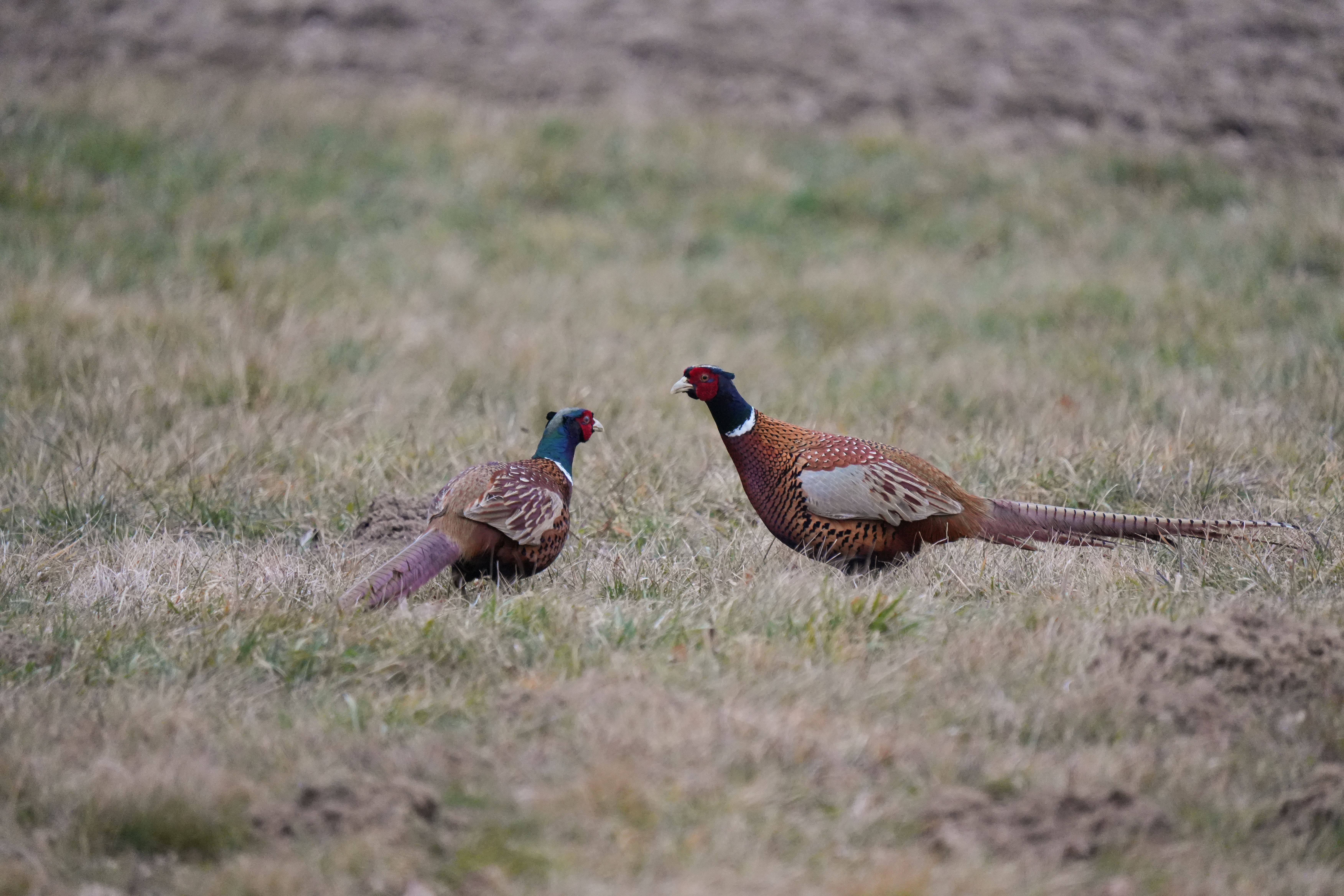 Male Pheasants in Natural Habitat Field · Free Stock Photo
