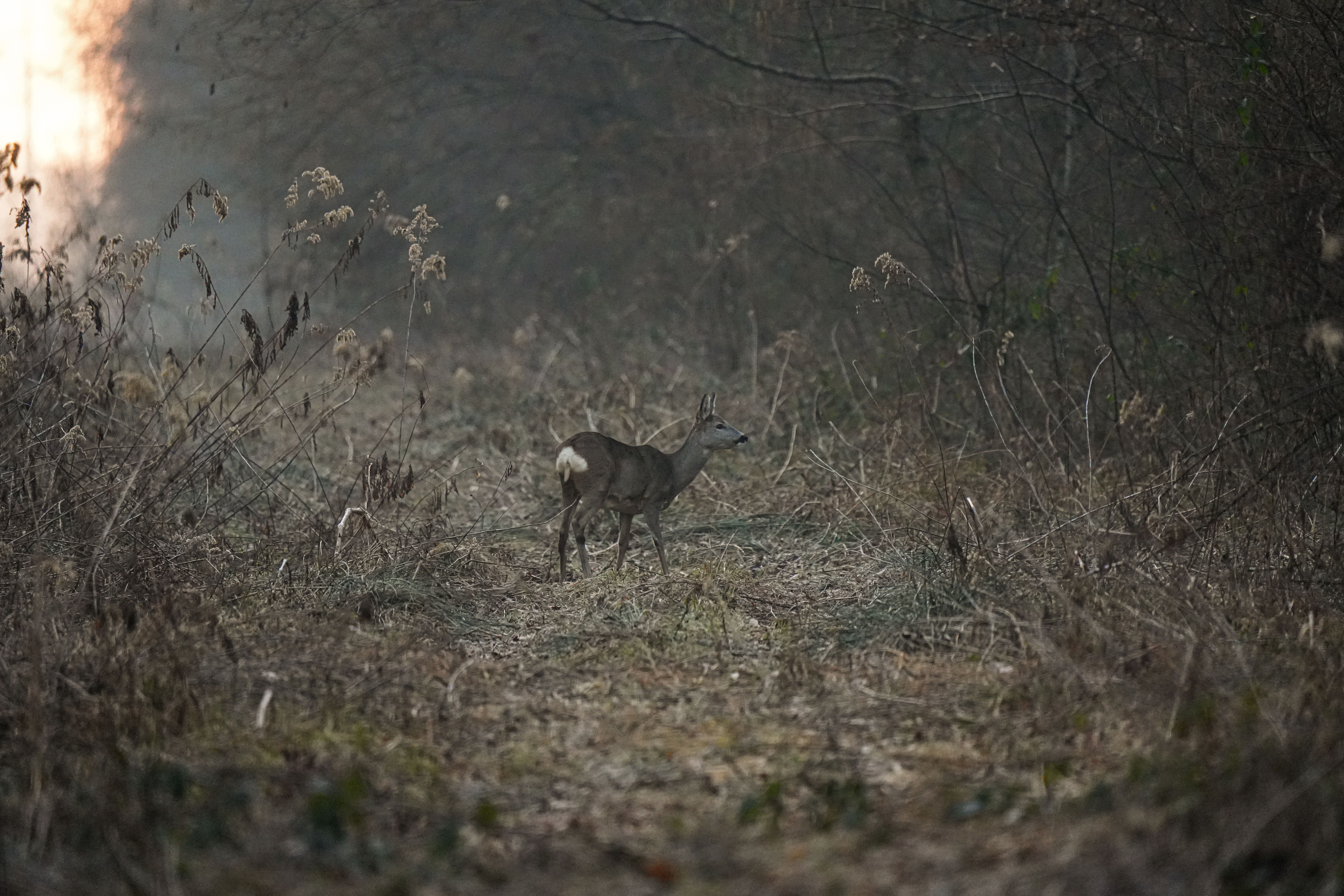 Solitary Deer in Misty Forest Path During Autumn · Free Stock Photo