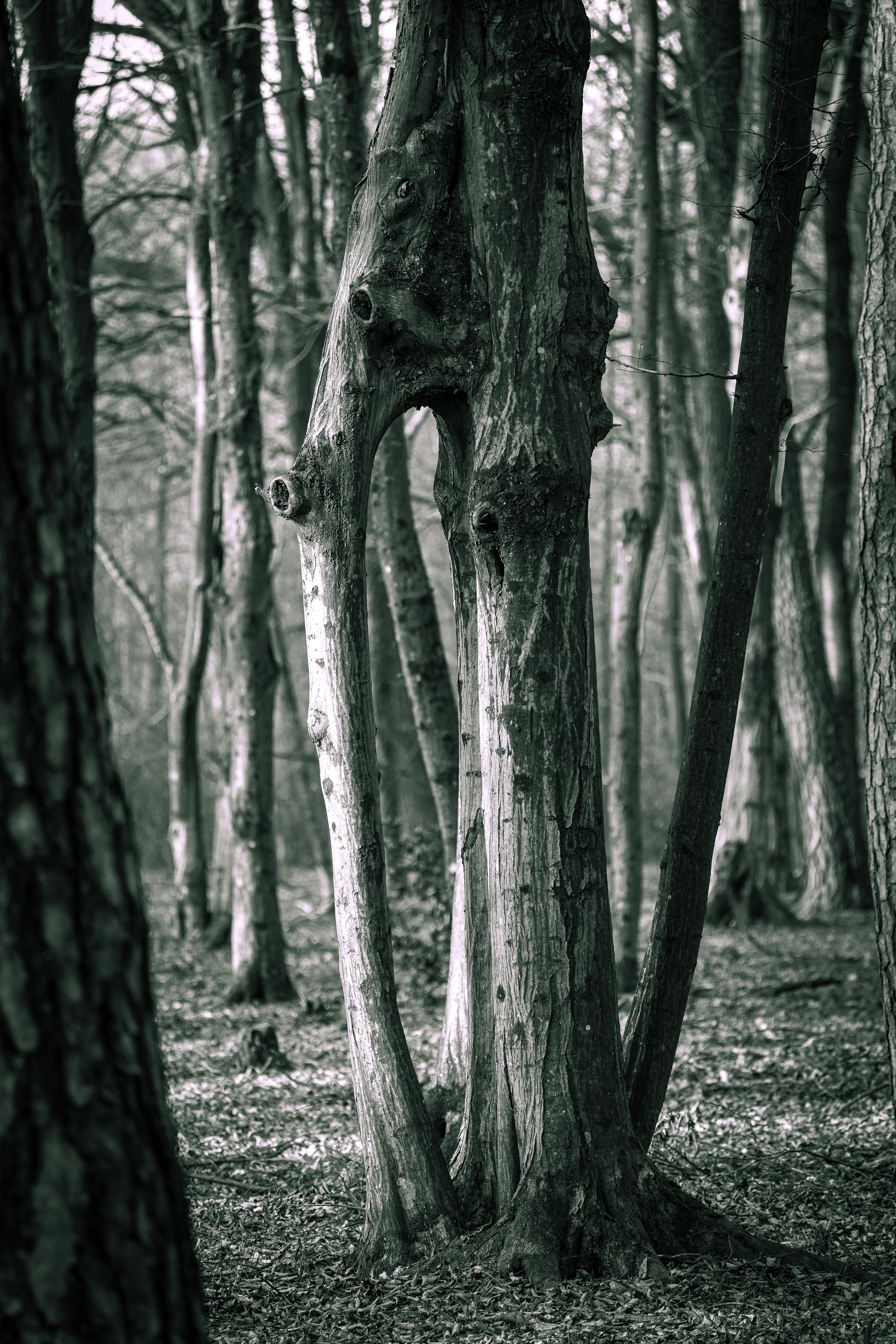 Mysterious Forest with Unique Tree Patterns · Free Stock Photo