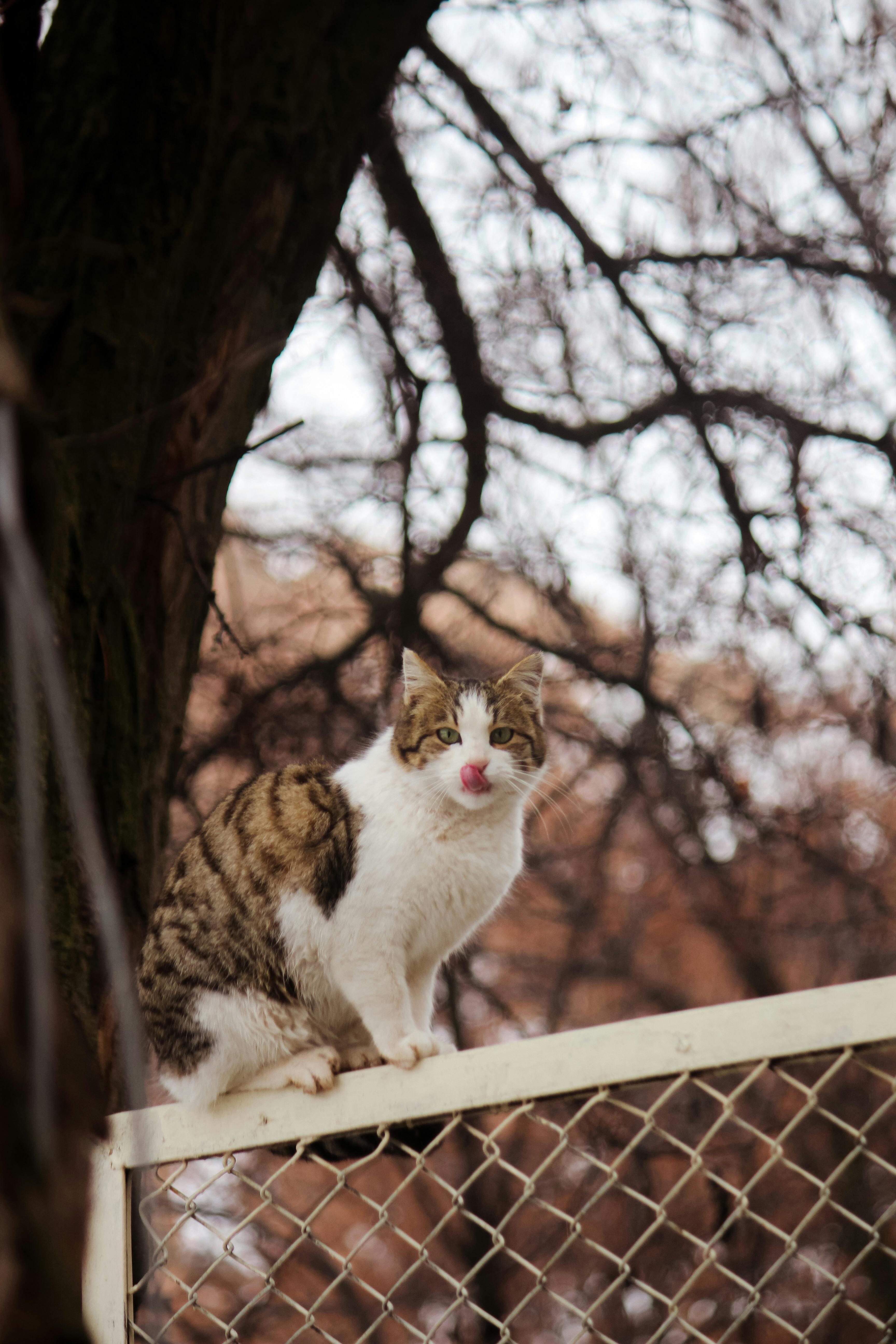 Free Roaming Cat Photos, Download The BEST Free Free Roaming Cat Stock ...