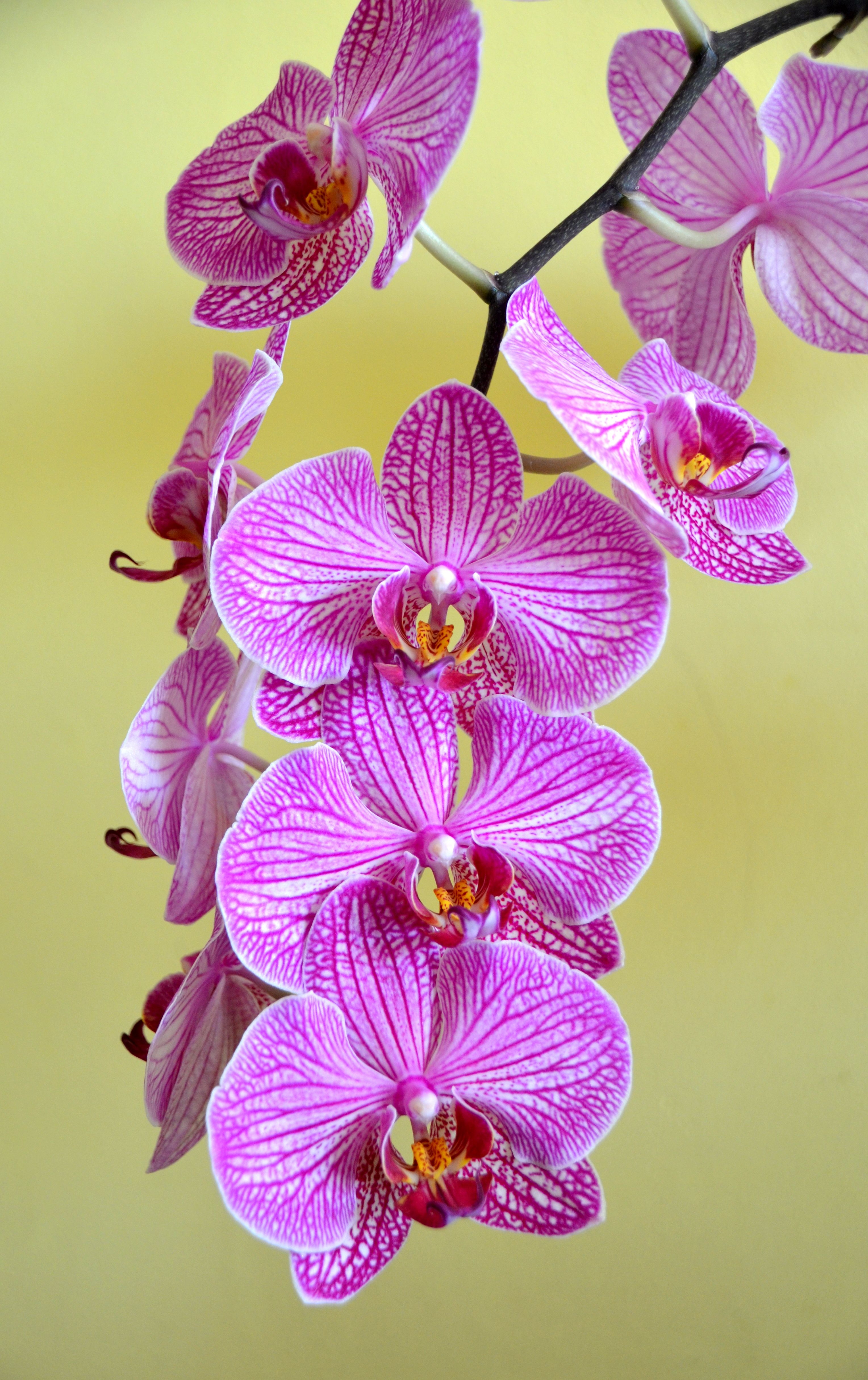 Elegant Pink Phalaenopsis Orchids in Bloom · Free Stock Photo