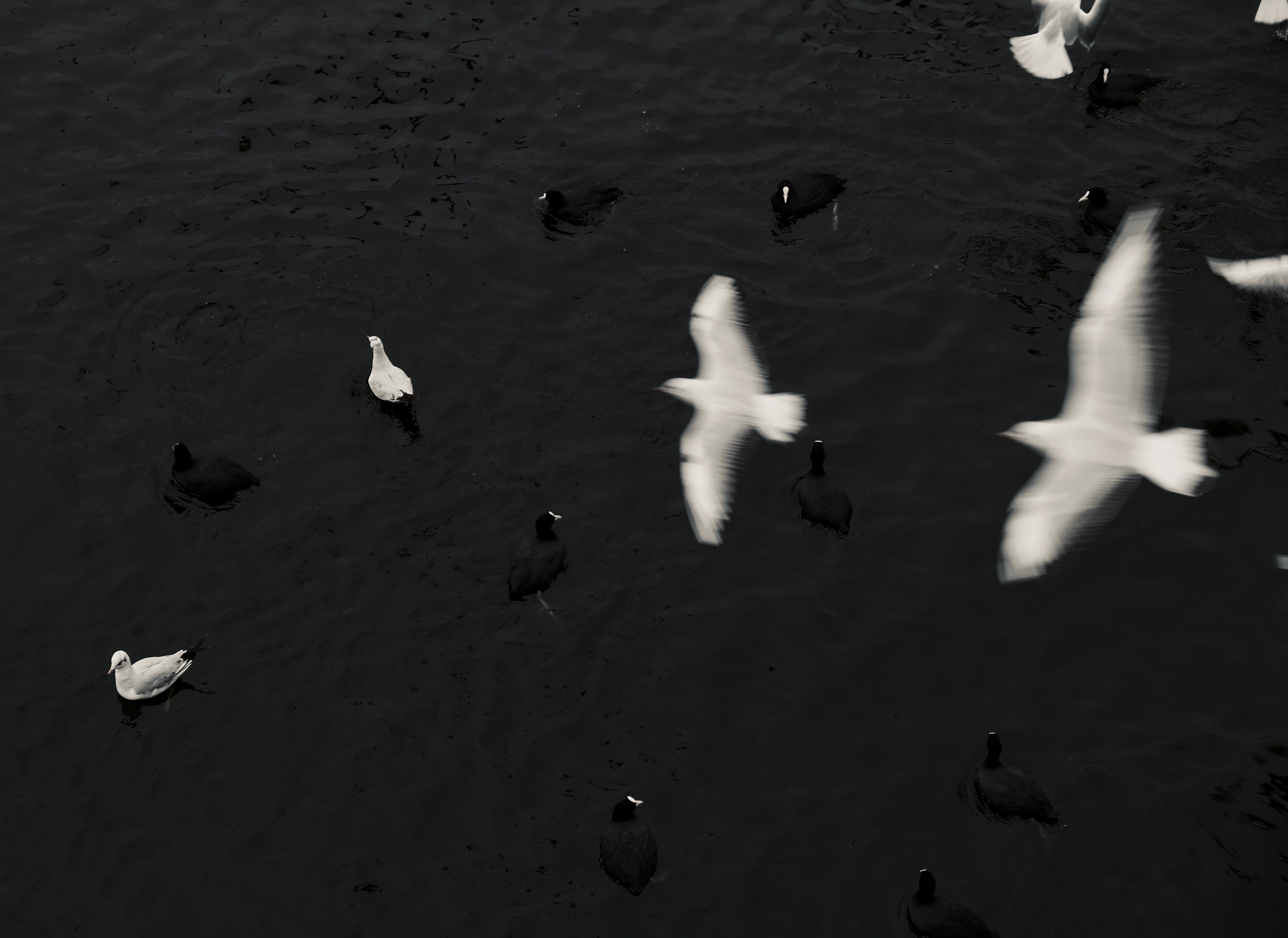 Waterfowl Environment Photos, Download The BEST Free Waterfowl ...