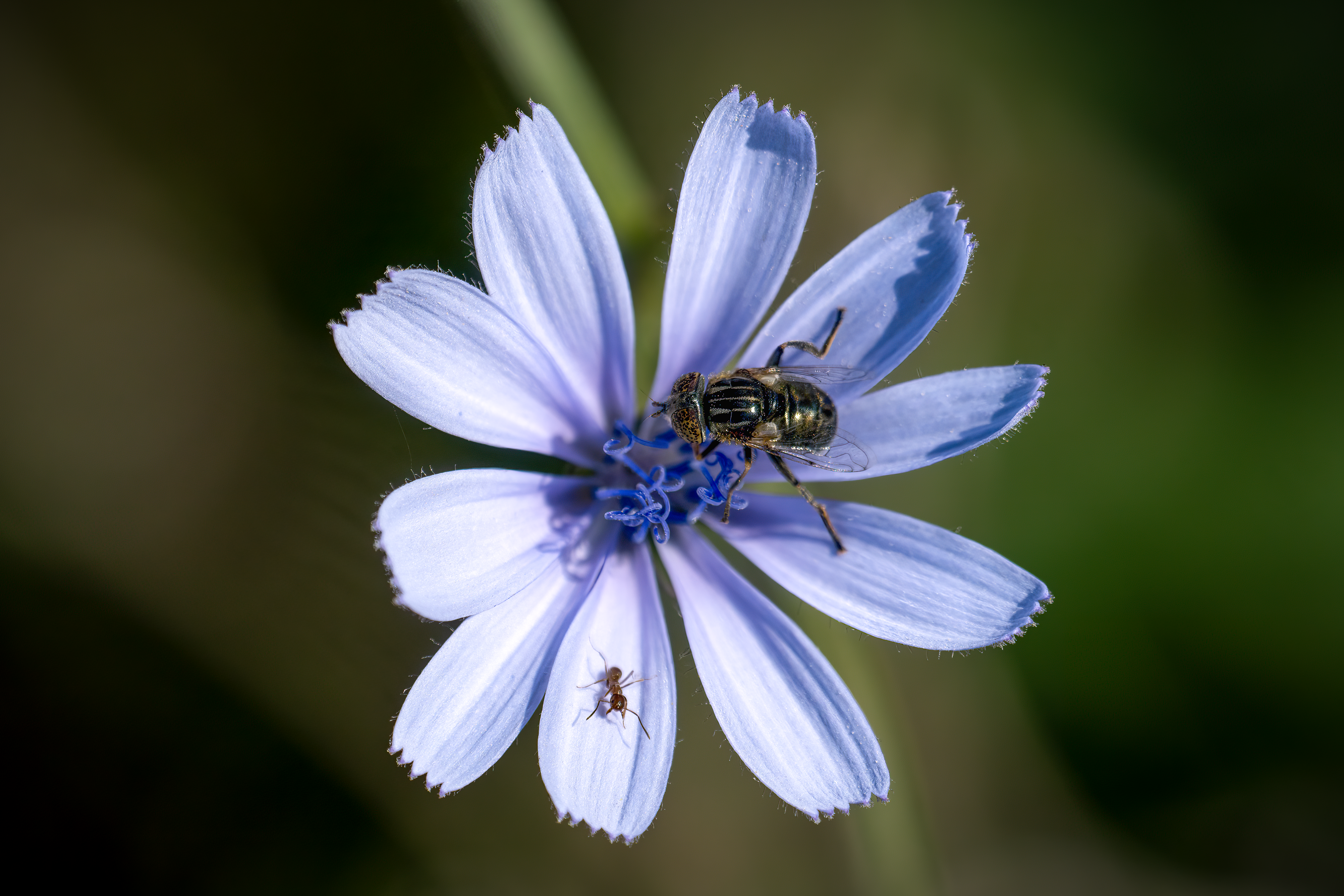 Lebah Dan Semut Pada Bunga Chicory, Close Up · Foto Stok Gratis