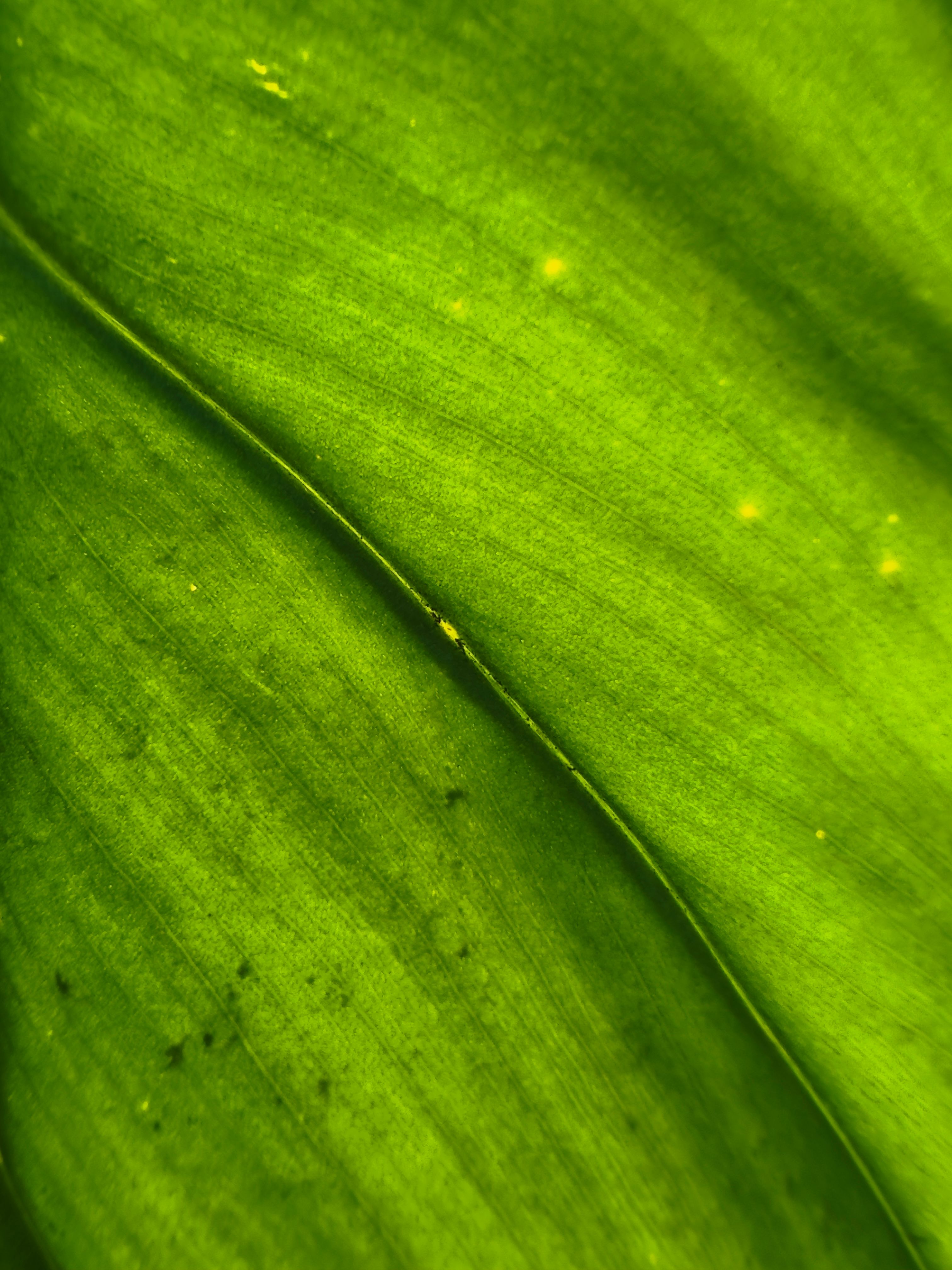 Close-Up of Vibrant Green Leaf Texture · Free Stock Photo