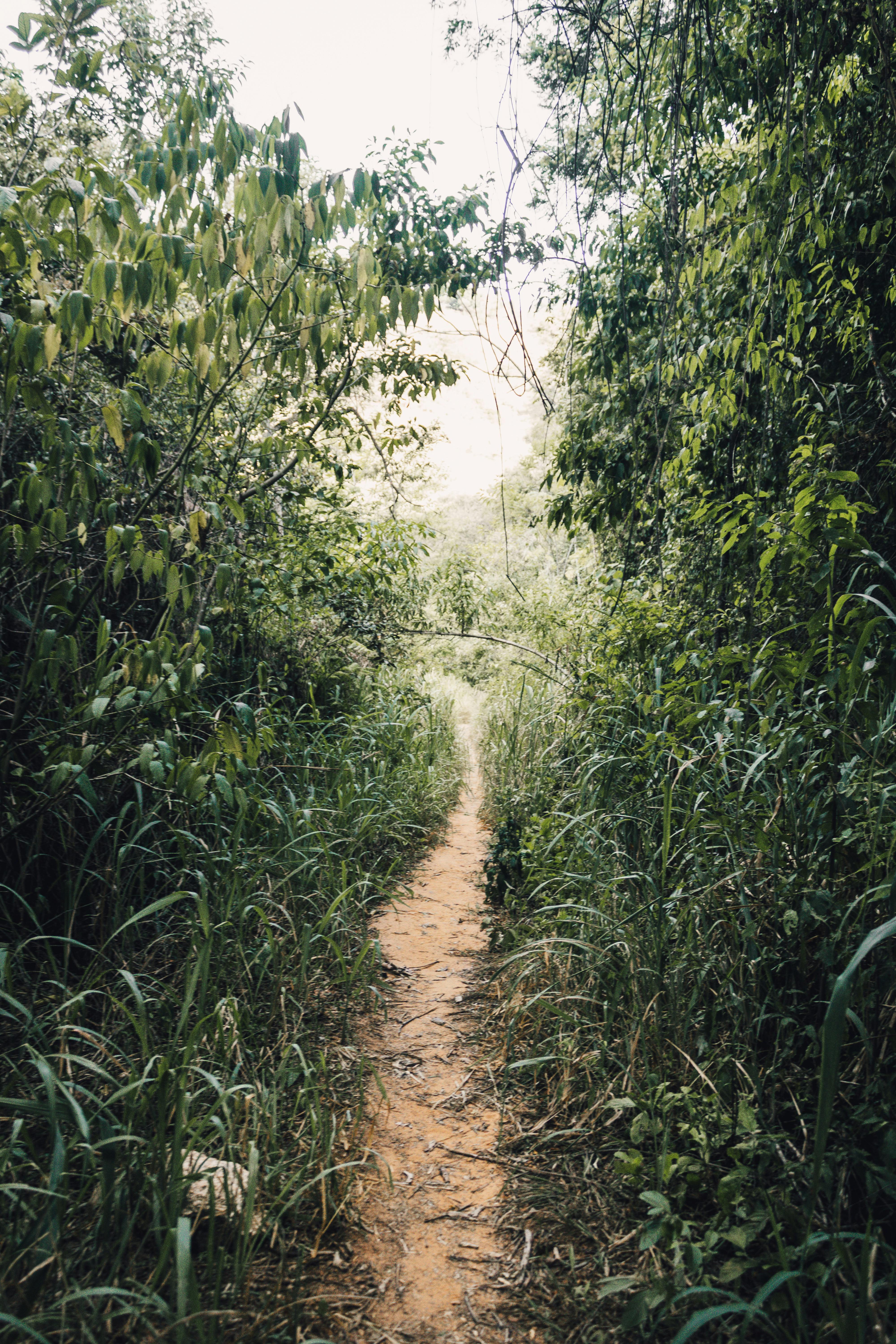 Serene Natural Pathway through Brazilian Jungle · Free Stock Photo