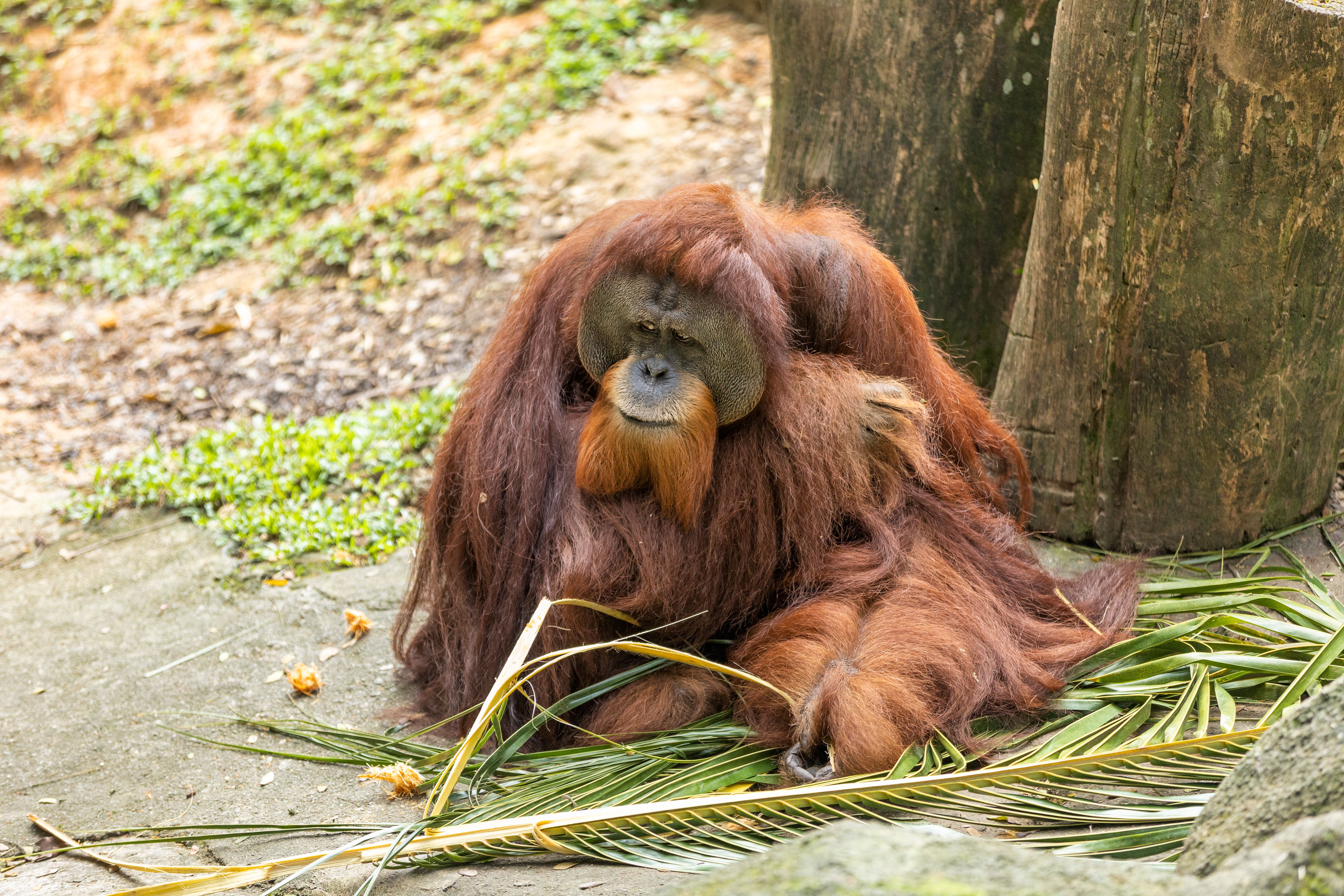 Orangutan Resting on Jungle Forest Floor · Free Stock Photo