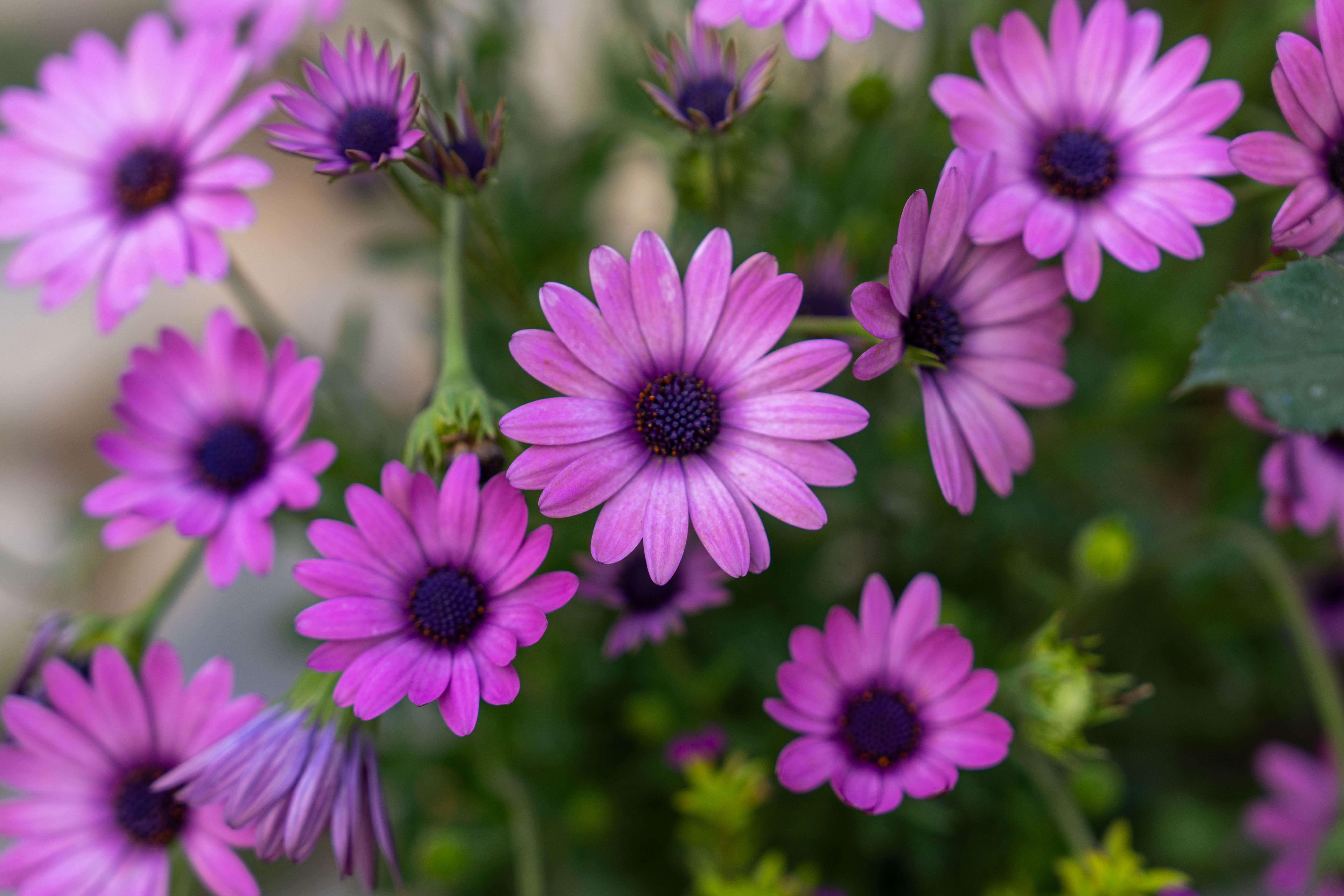 Vibrant Purple African Daisies in Bloom Outdoors · Free Stock Photo