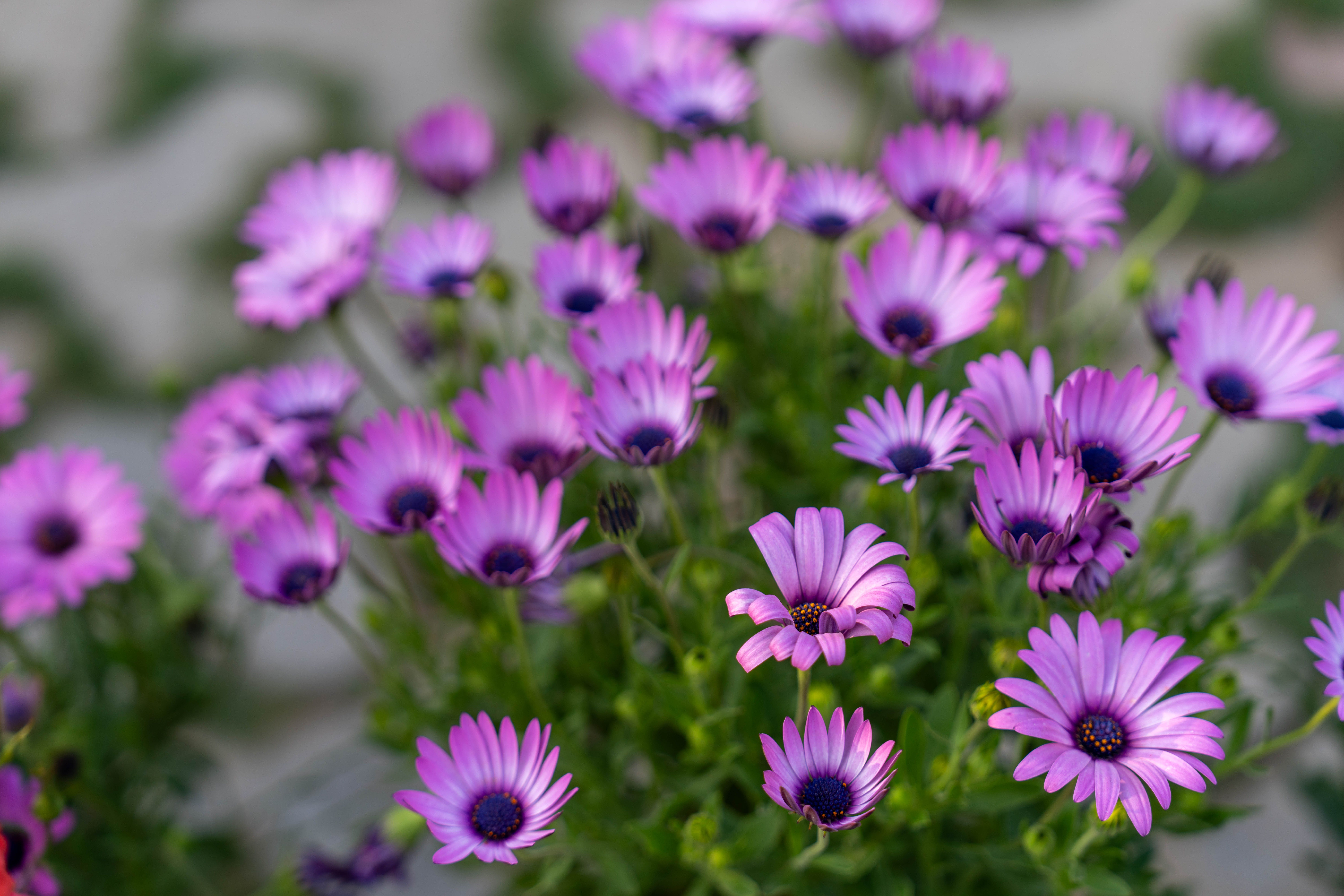 Vibrant Purple African Daisies Blooming Outdoors · Free Stock Photo