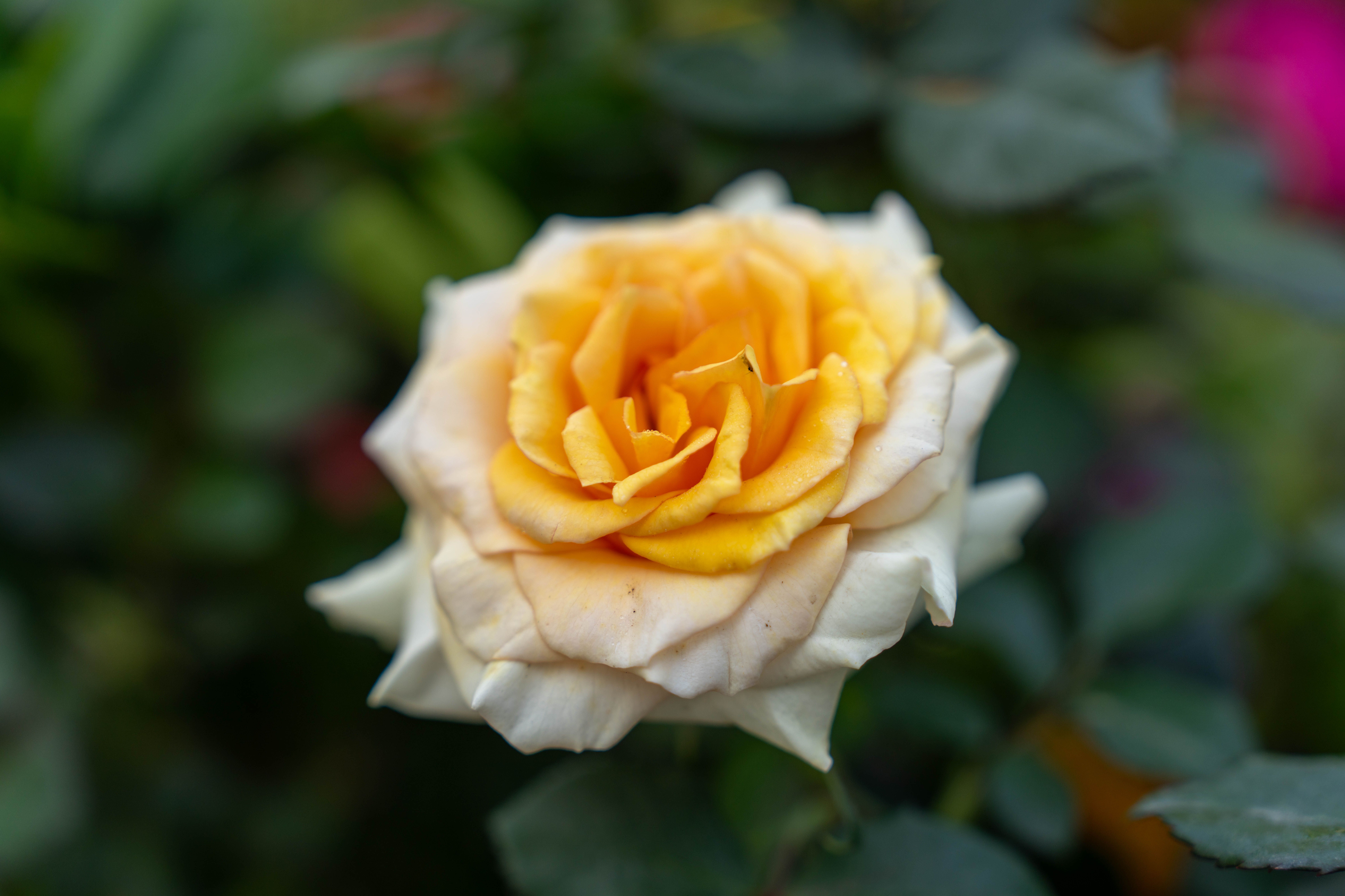 Yellow Rose Flower in Close-up Photography · Free Stock Photo