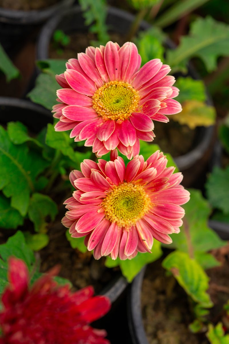 Gerber Daisy Photos, Download The BEST Free Gerber Daisy Stock Photos ...