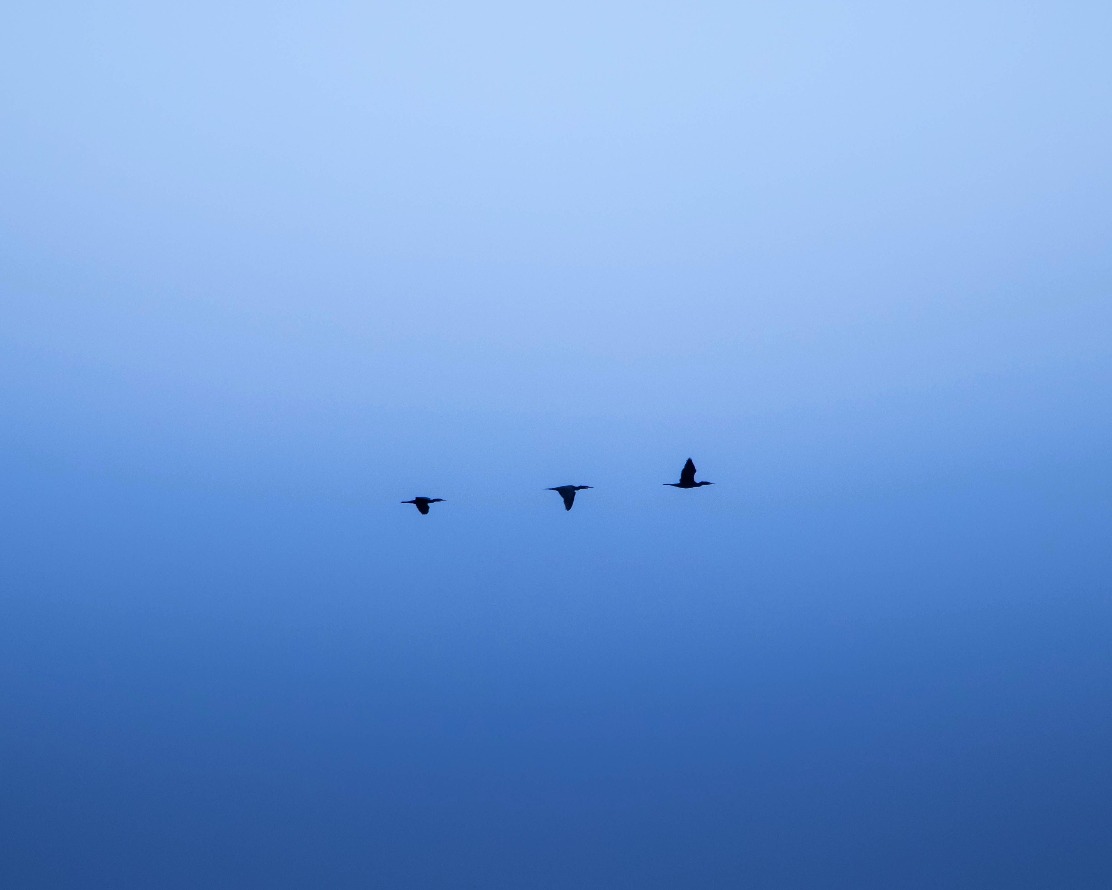 Background Wind Anime Photos, Download The BEST Free Background Wind ...