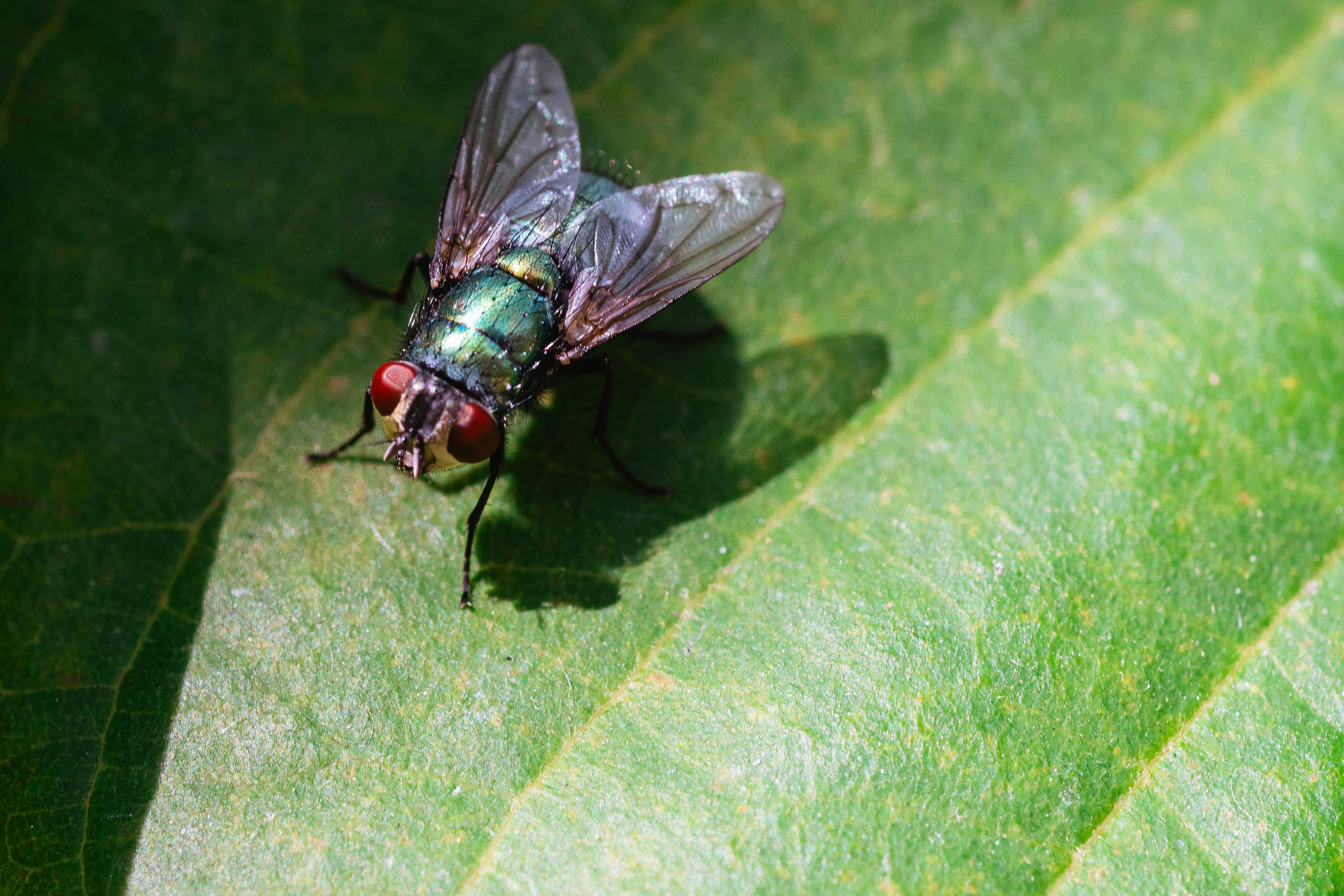 Foto stok gratis tentang alam, berfokus, binatang, biologi, bioma ...