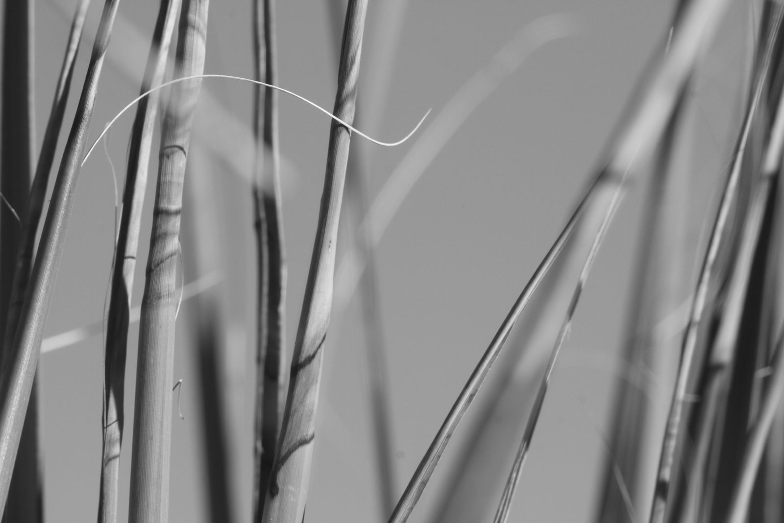 Grass Texture 4k Photos, Download The BEST Free Grass Texture 4k Stock ...