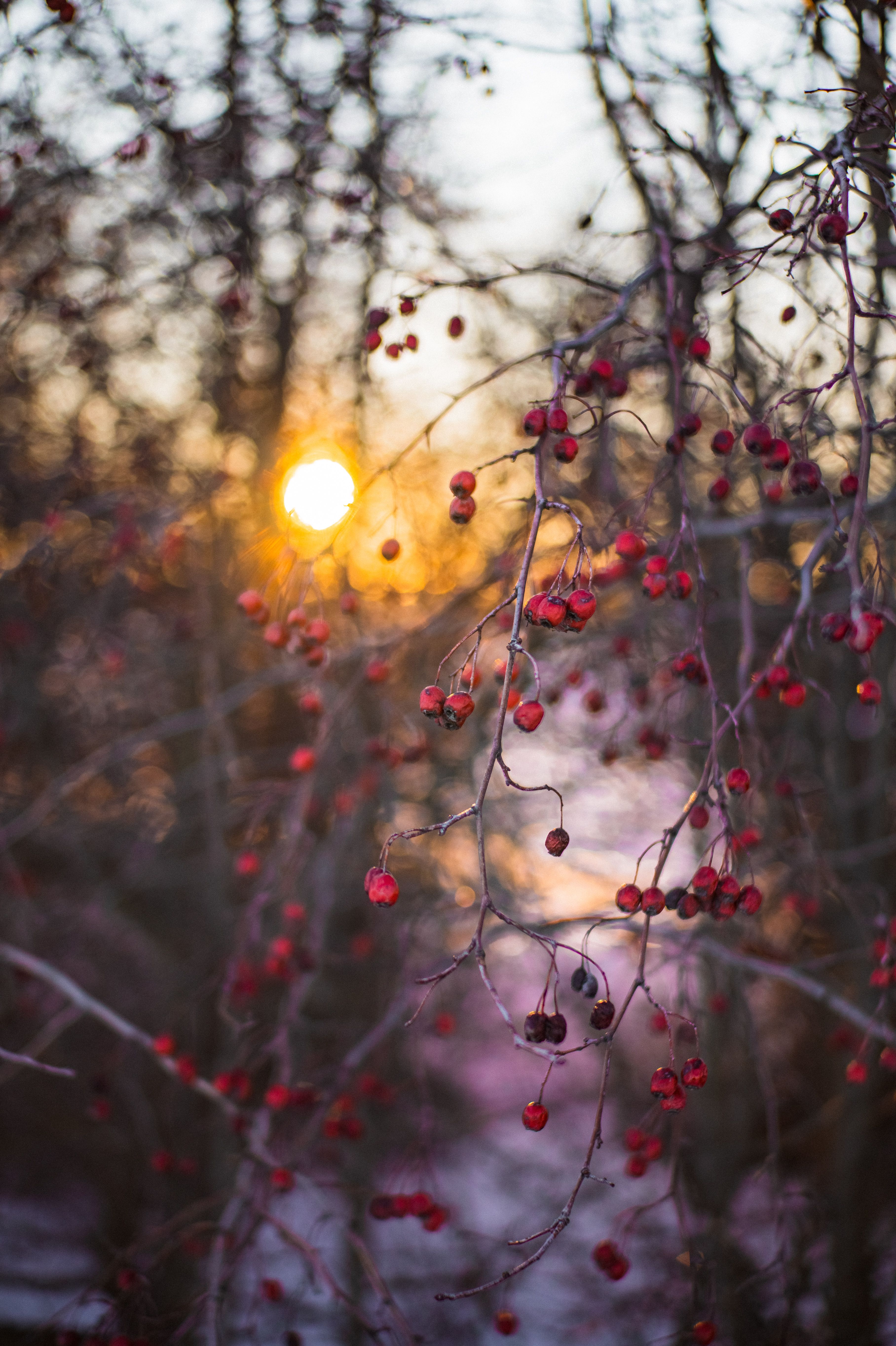 Serene Winter Sunset with Red Berries · Free Stock Photo