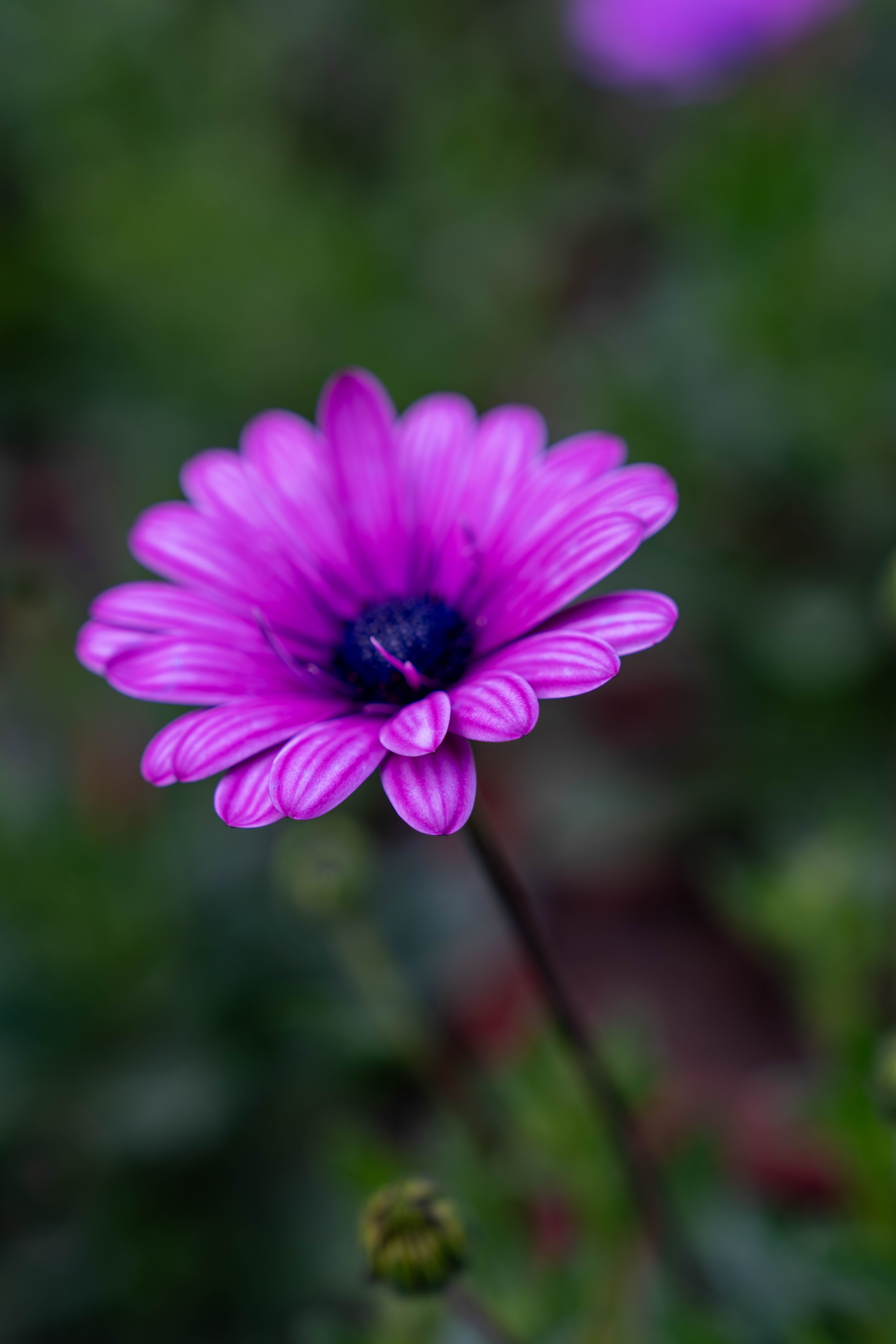 Vivid Purple Daisy Bloom in Soft Focus · Free Stock Photo