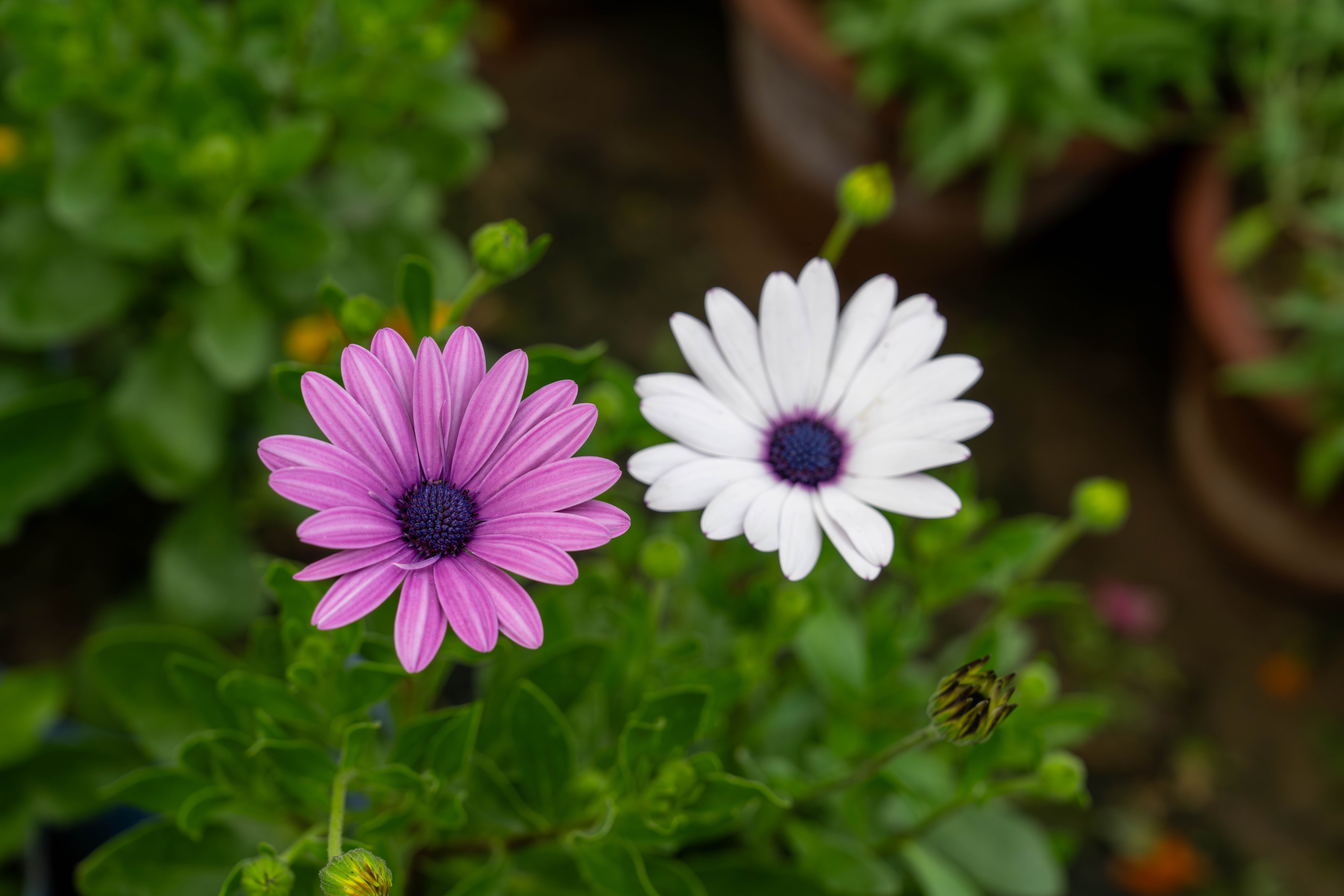 Close-up of Vibrant African Daisies in Bloom · Free Stock Photo