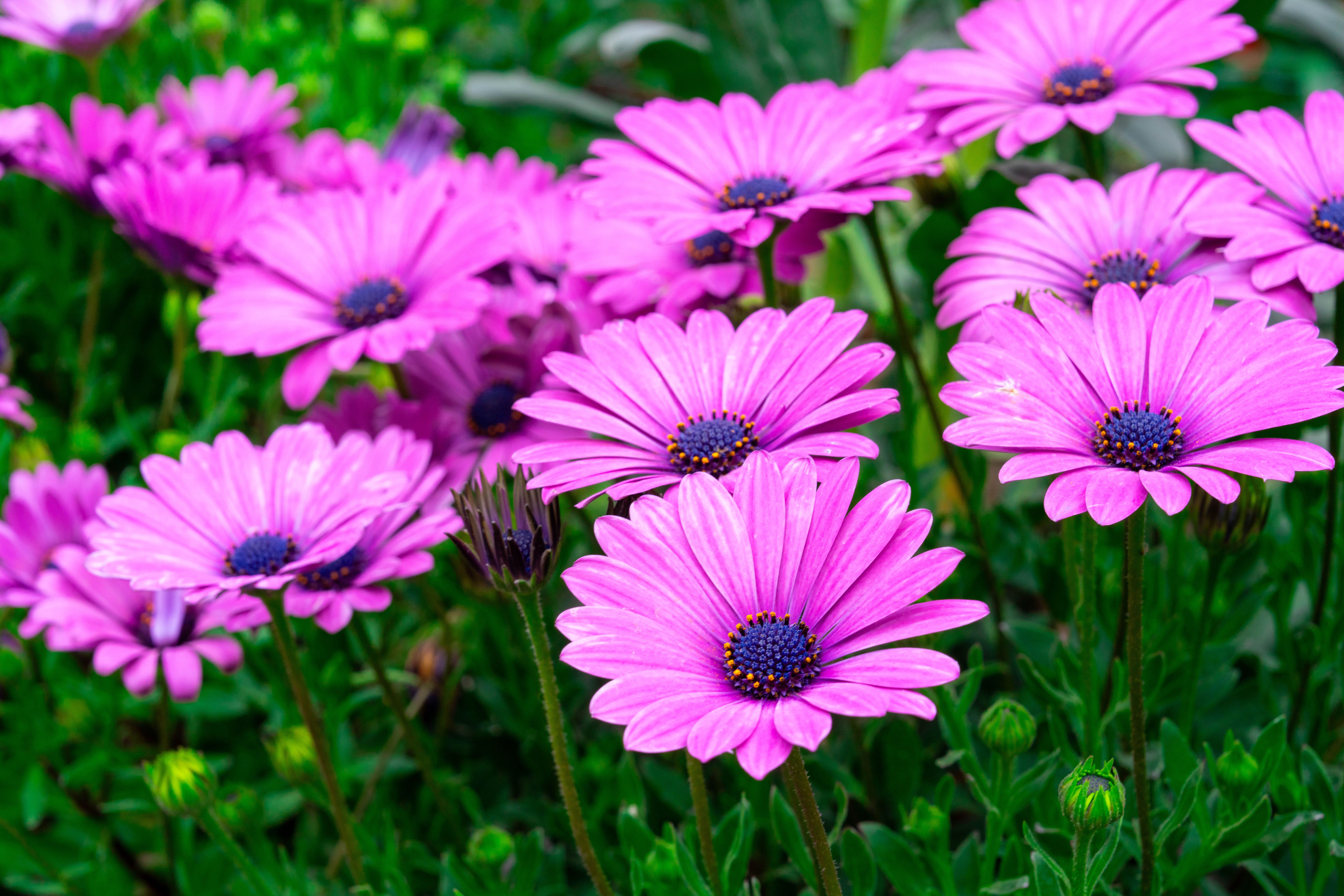 Vibrant Pink African Daisies in Full Bloom · Free Stock Photo